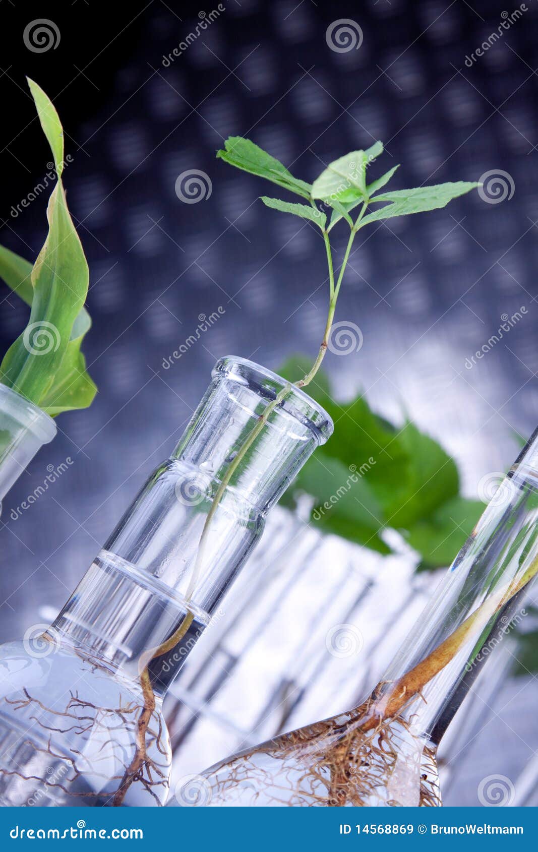 Plants in laboratory stock image. Image of medical, biological - 14568869
