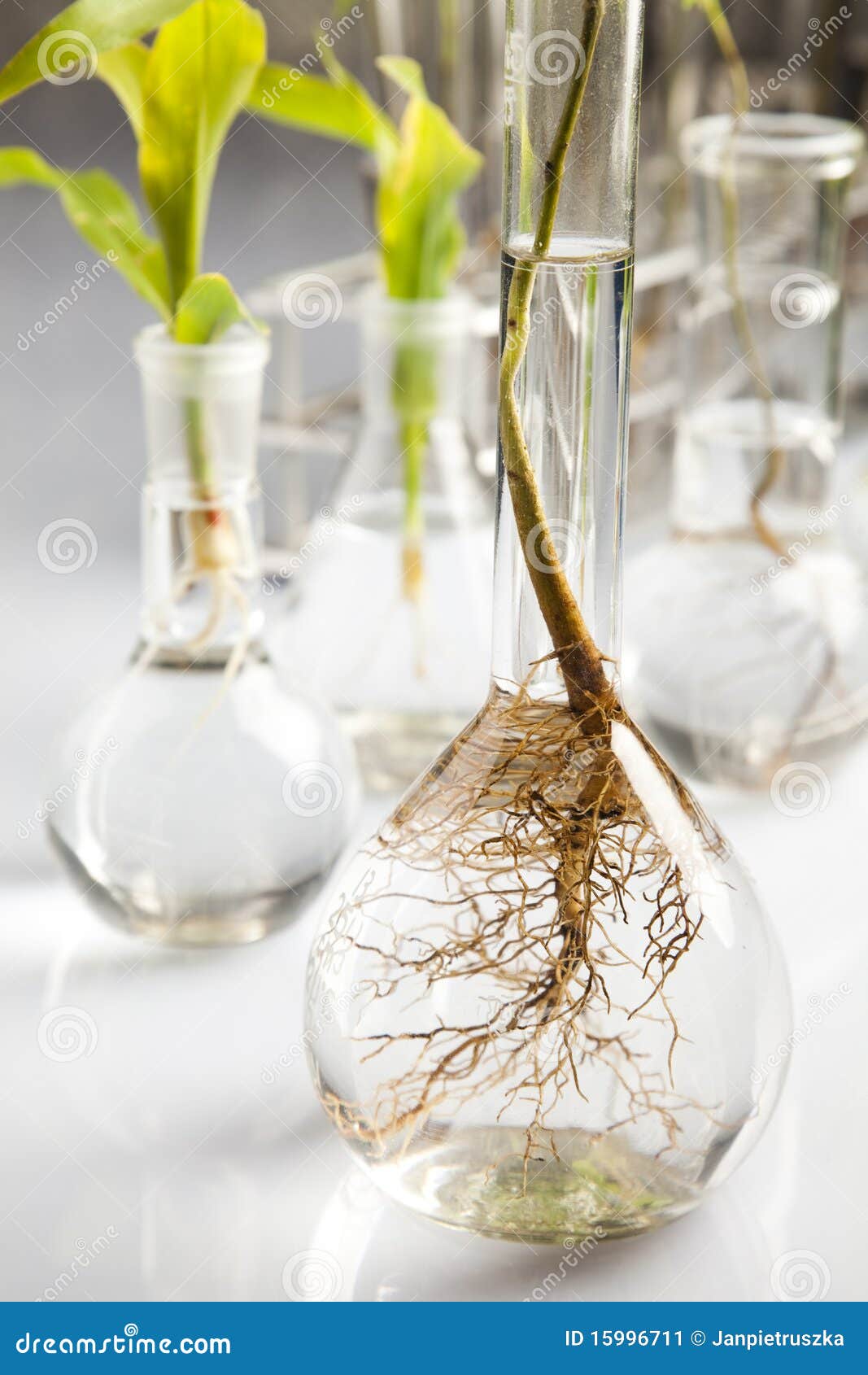 Plants and laboratory stock image. Image of experiment - 15996711