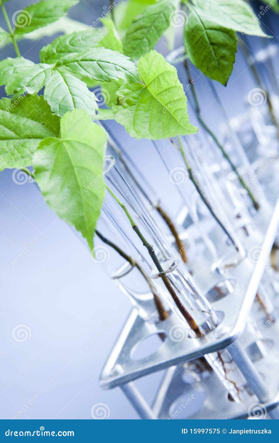Plants and laboratory stock image. Image of laboratory - 15997575