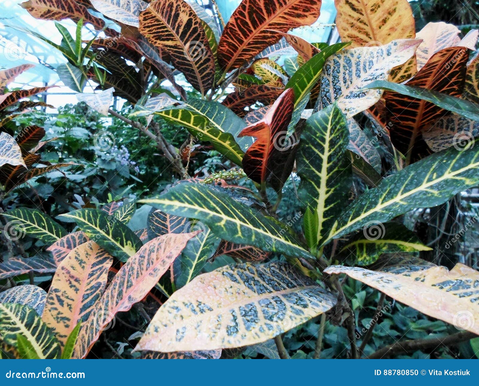 Plants with Large Multi-colored Leaves, Croton, Codyium Stock Photo ...