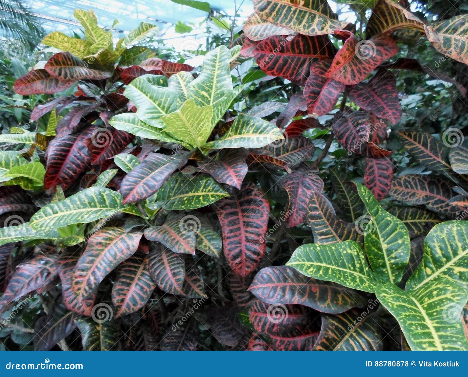 Plants with Large Multi-colored Leaves, Croton, Codyium Stock Photo ...