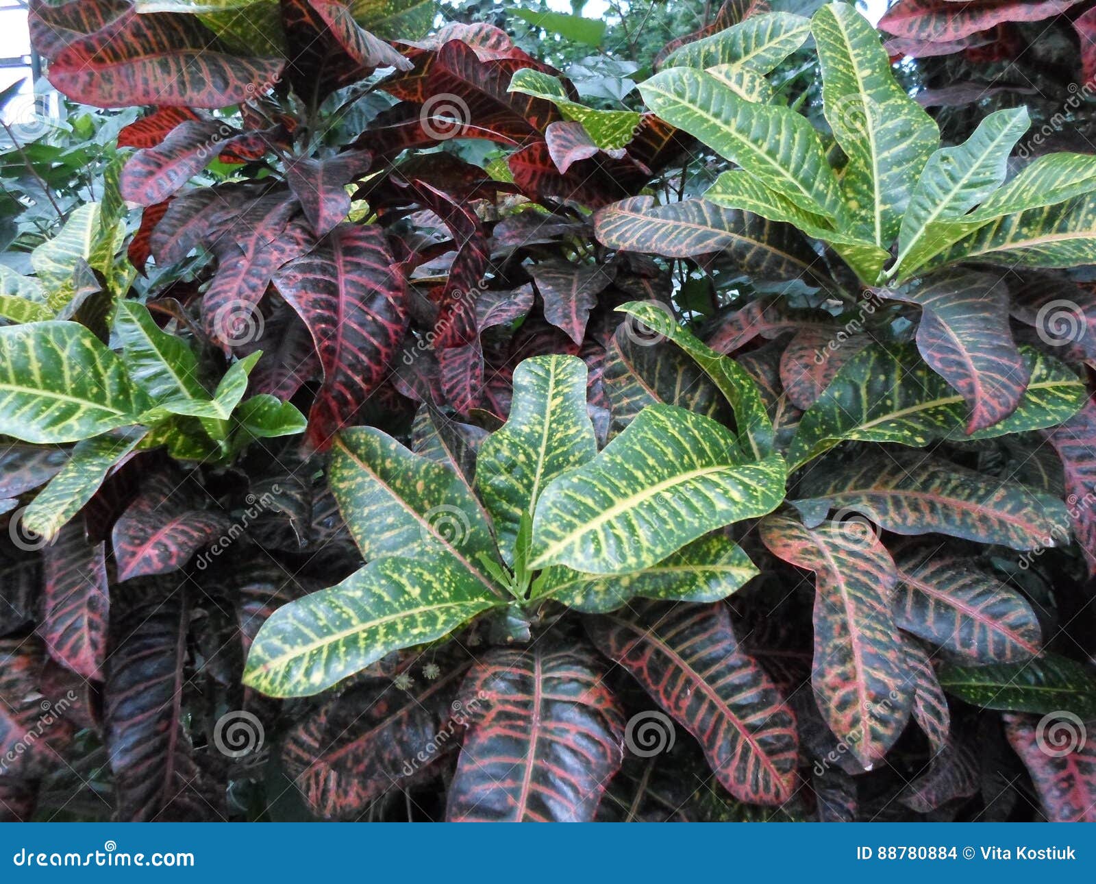 Plants with Large Multi-colored Leaves, Croton, Codyium Stock Photo ...