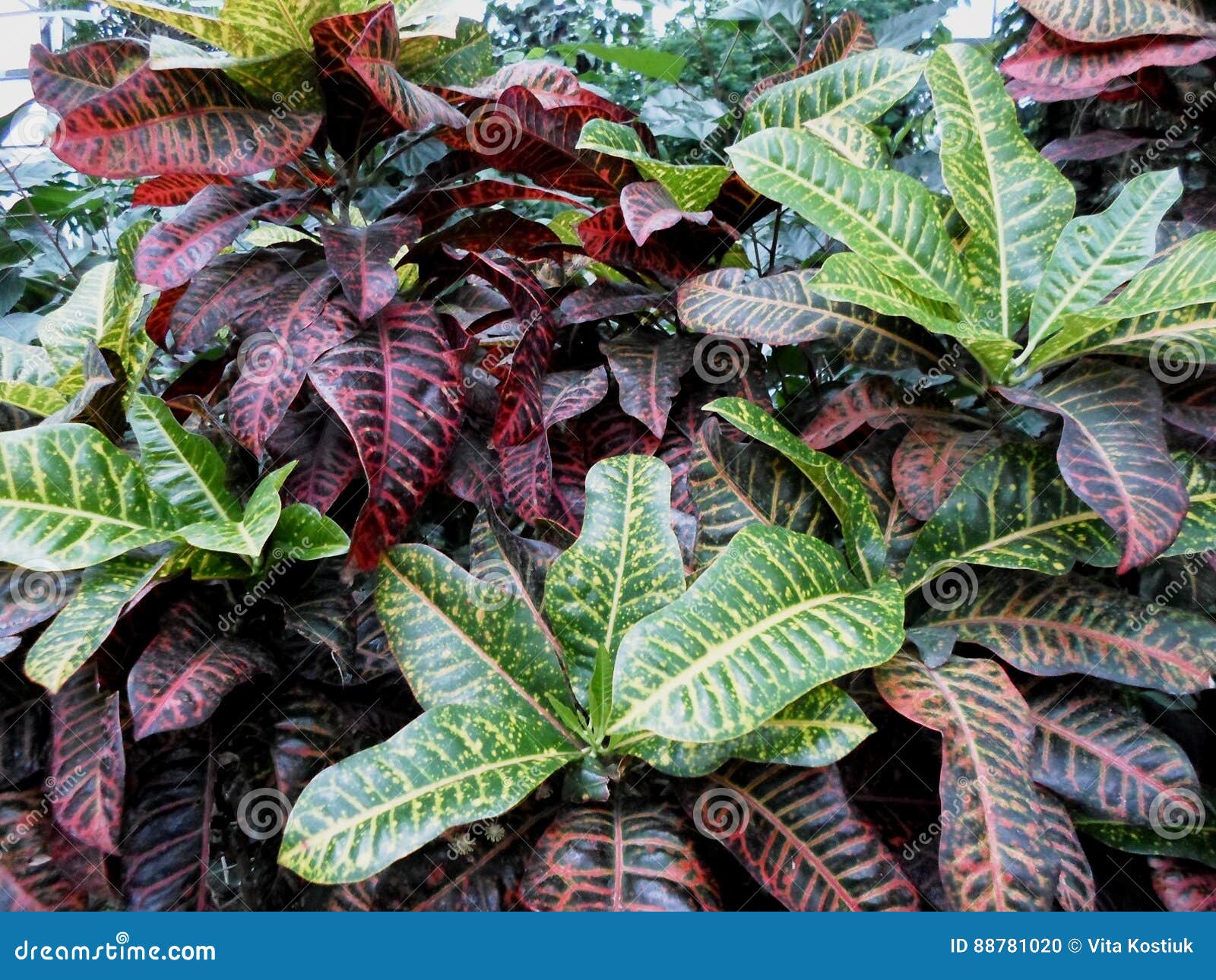 Plants with Large Multi-colored Leaves, Croton, Codyium Stock Photo ...