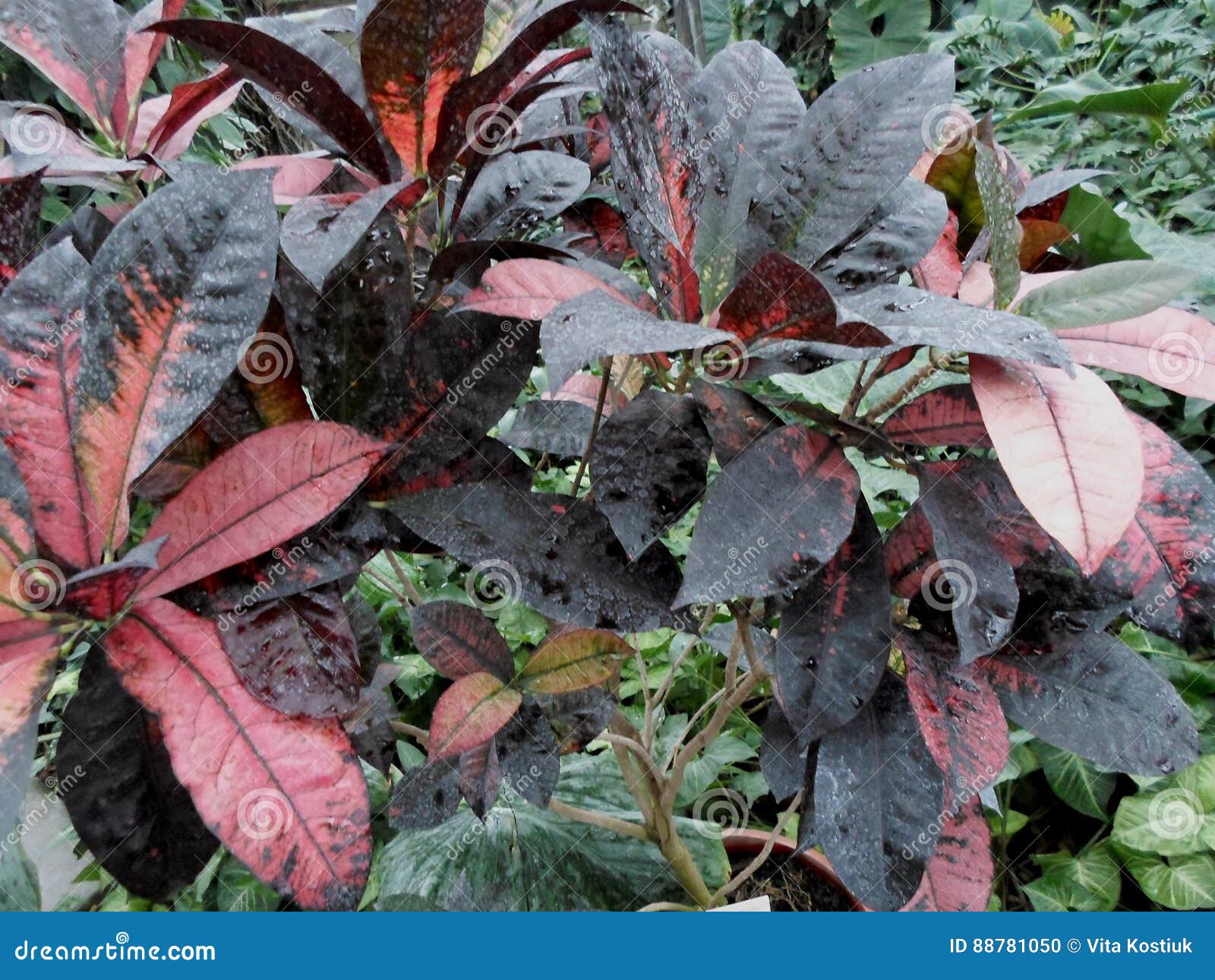 Plants with Large Multi-colored Leaves, Croton, Codyium Stock Photo ...
