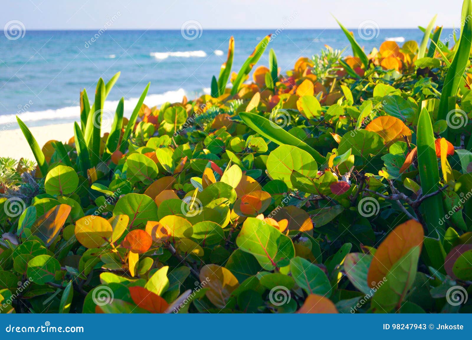 Plants with Leaves on the Beach Stock Image - Image of flower, seaside ...