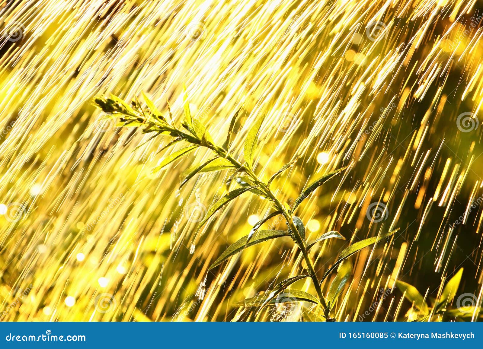 Plants Leaves Under a Heavy Rain Shower with Waterdrops in the Rays of ...