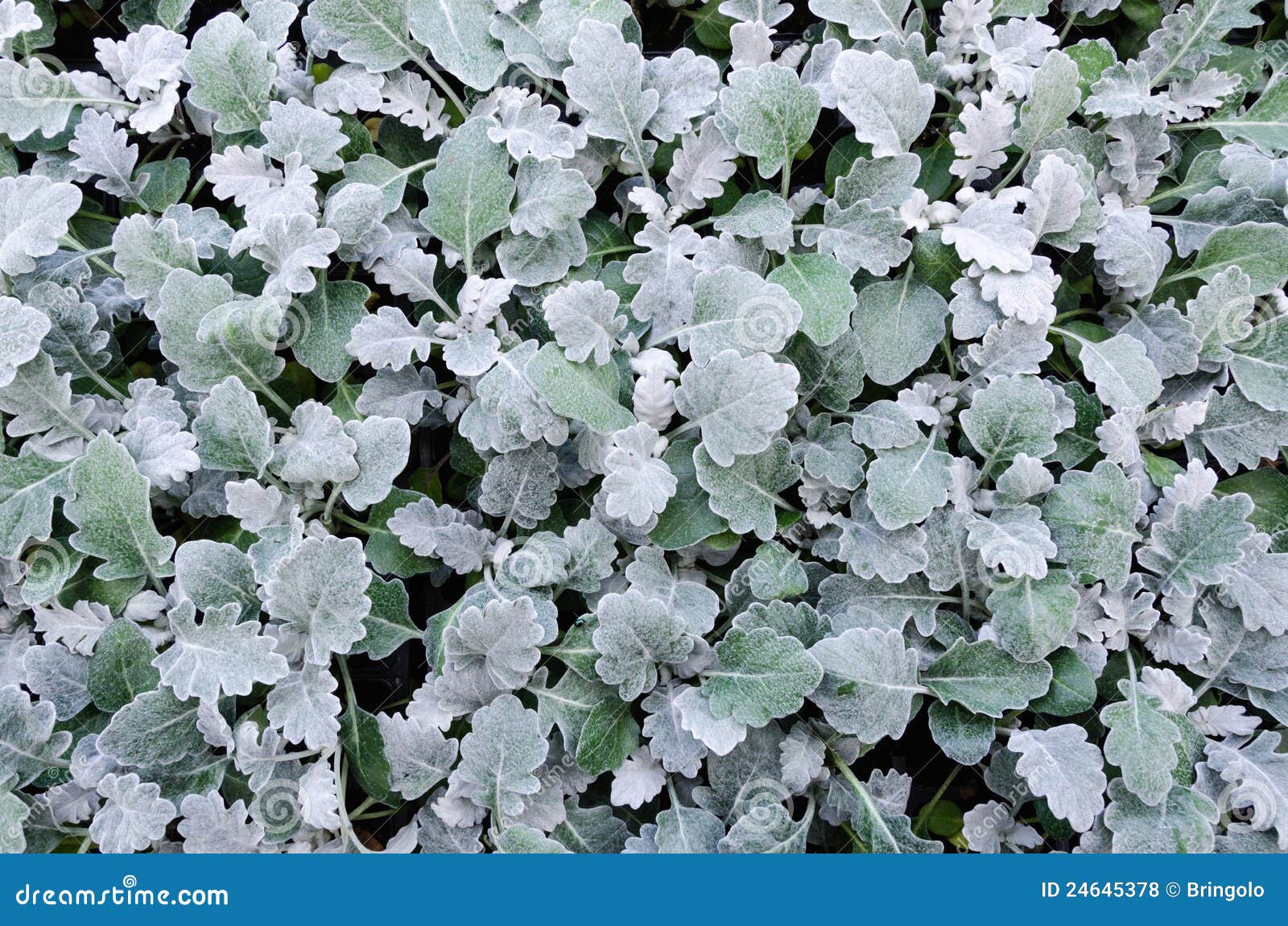 Plants of the Licorice Plant Stock Photo - Image of helichrysum, leaf ...