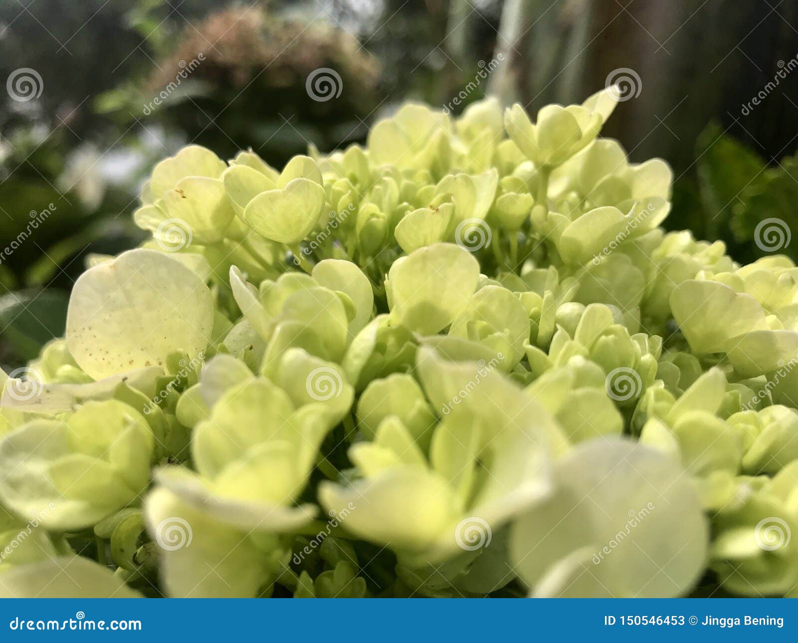 Light green leaves stock image. Image of plants, garden - 150546453