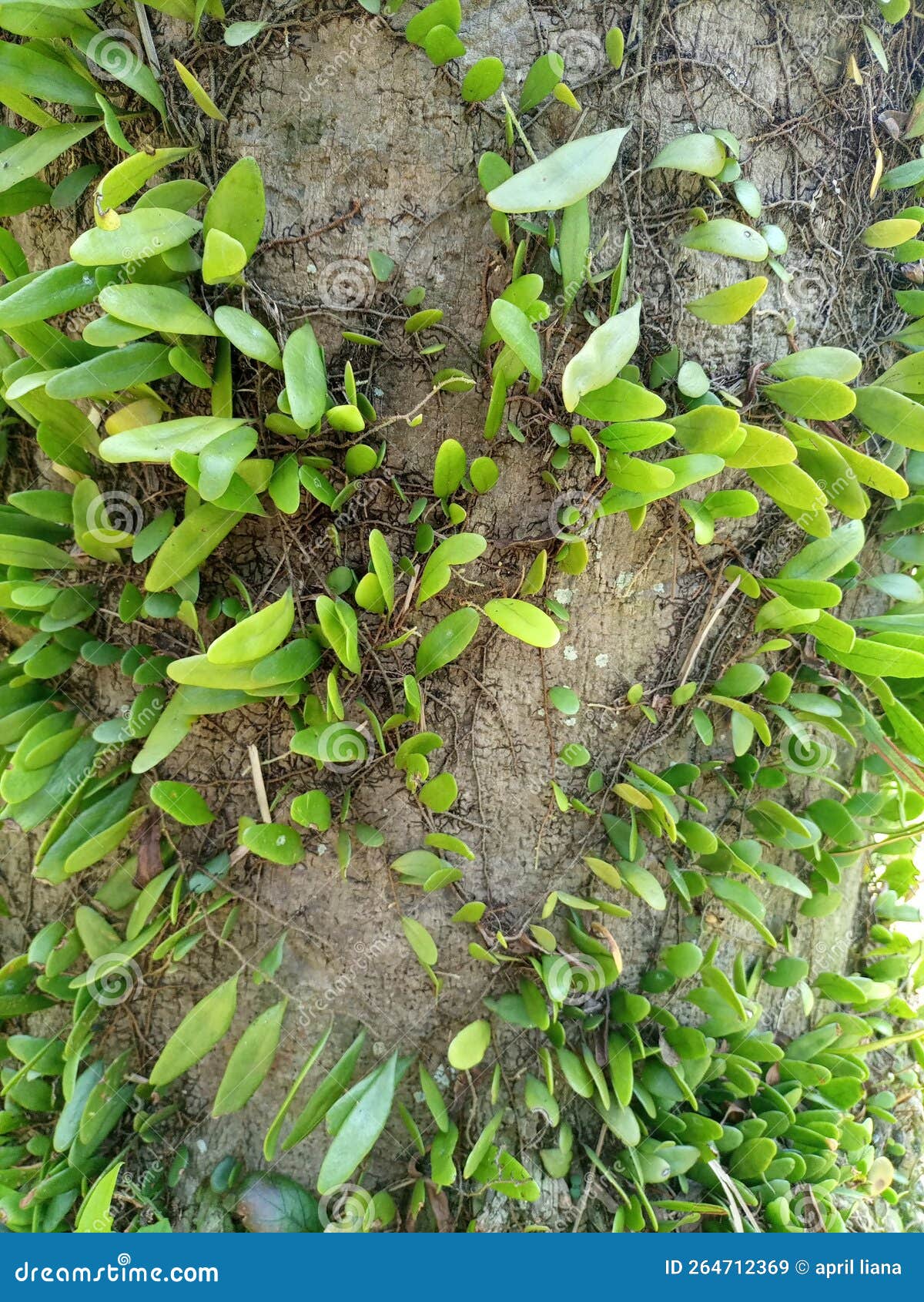 Plants that Live on a Large Tree Stock Image - Image of living, plant ...