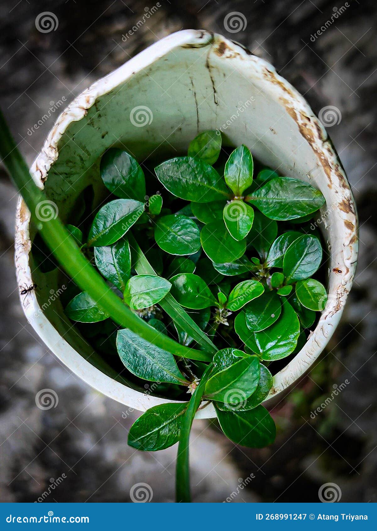Growing in a pipe stock image. Image of leaf, produce - 268991247