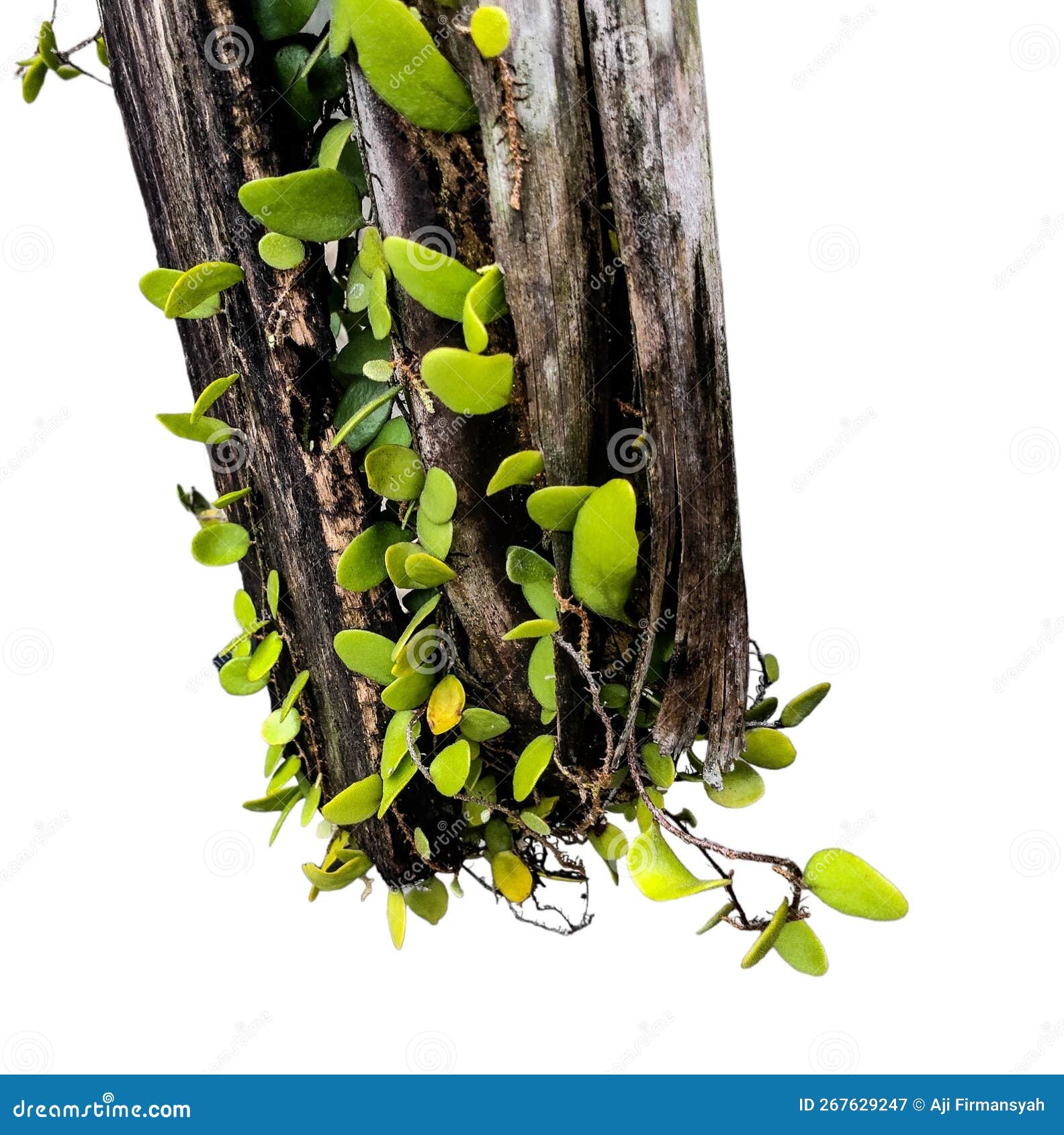 Plants that Live on a Tree Trunk Stock Image - Image of cartoon, plant ...
