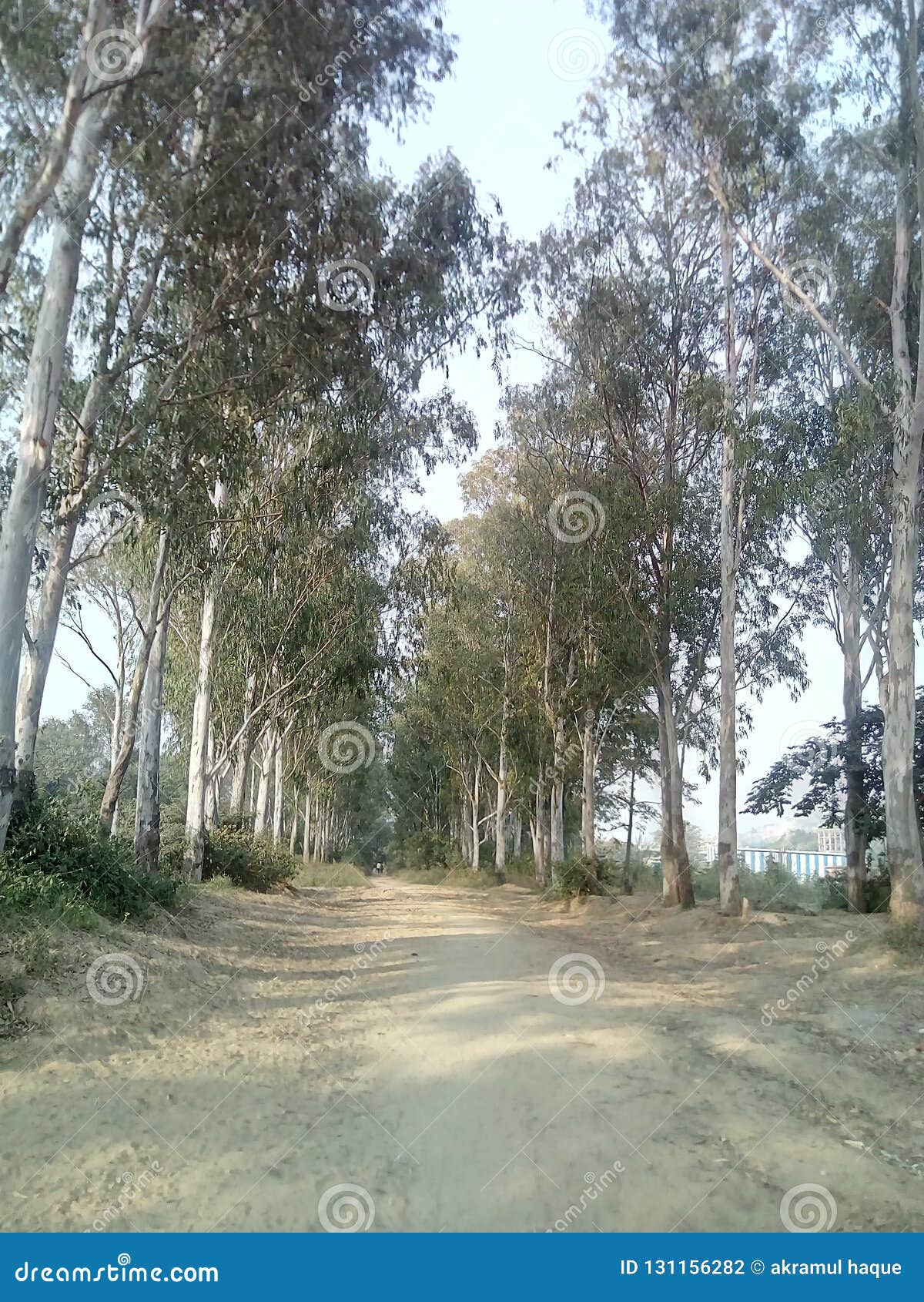 Uk liptus stock photo. Image of plants, woods, liptus - 131156282