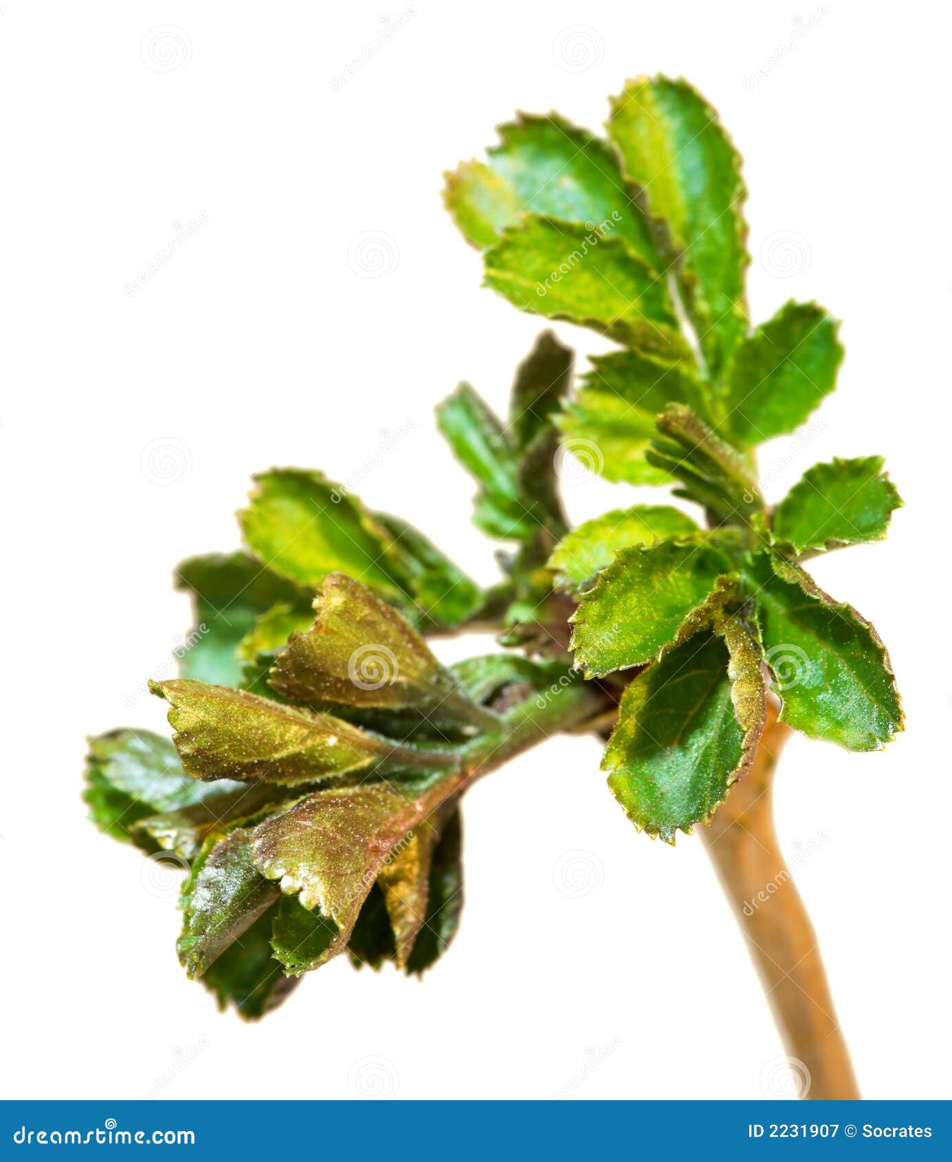 Plants - Maco Picture. Image: 2231907