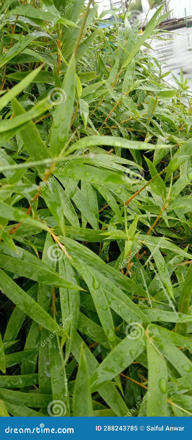 Plants Made of Very Small Bamboo Leaves, Very Dense Green Leaves Stock ...