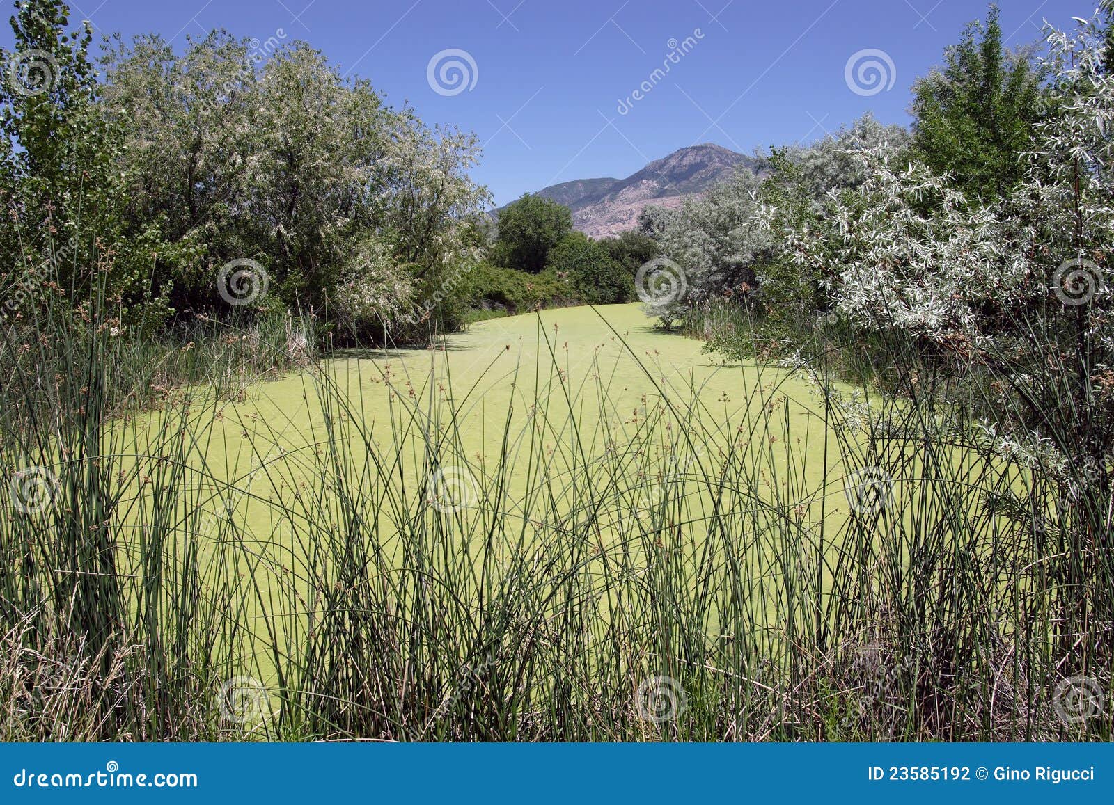Plants and Marshes in Northern Utah. Stock Photo - Image of weather ...