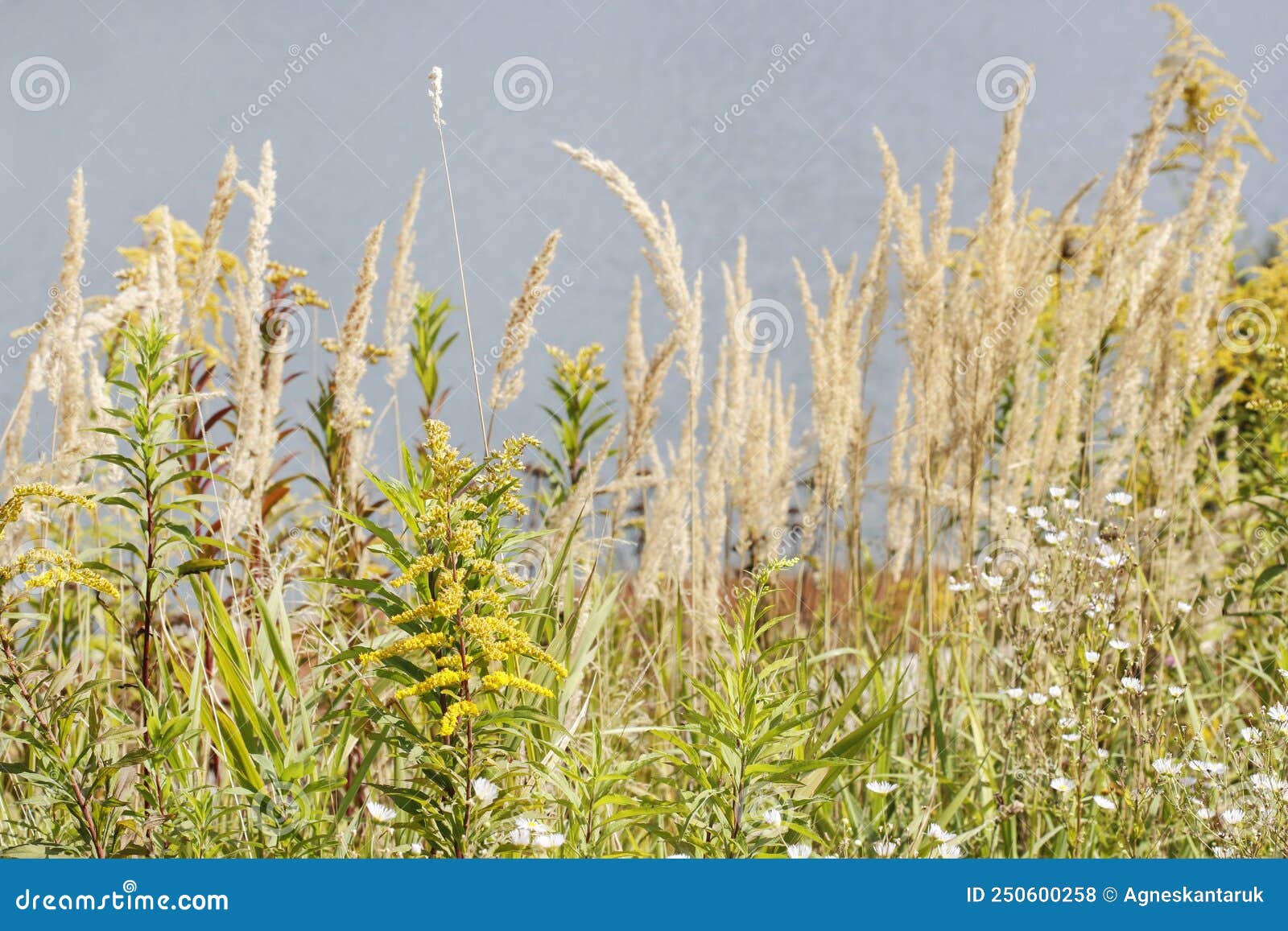 Plants on a Meadow in Early Autumn Stock Photo - Image of outdoor ...