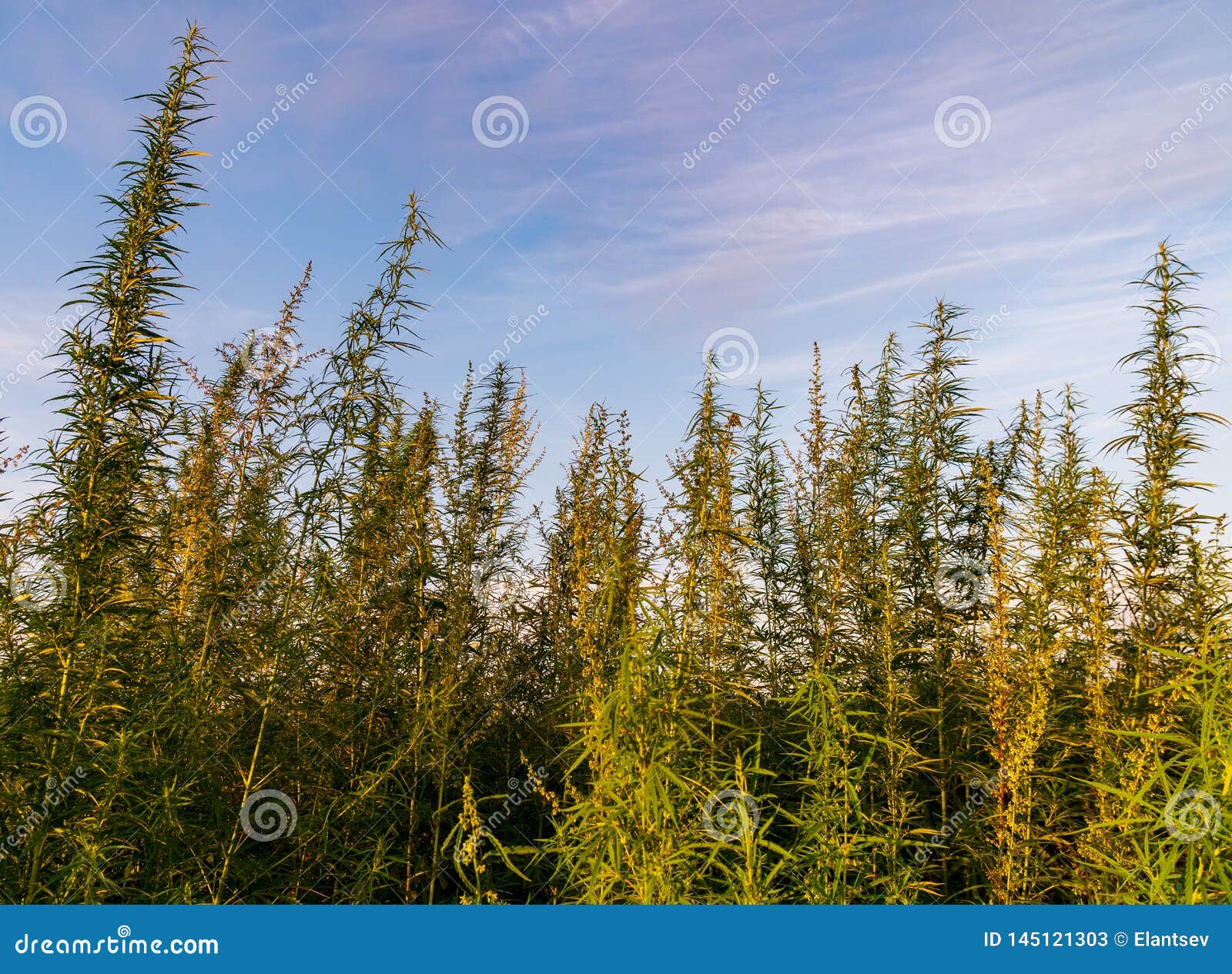 Plants of Meadows and Fields - Hemp, Cannabis, Marijuana Stock Image ...