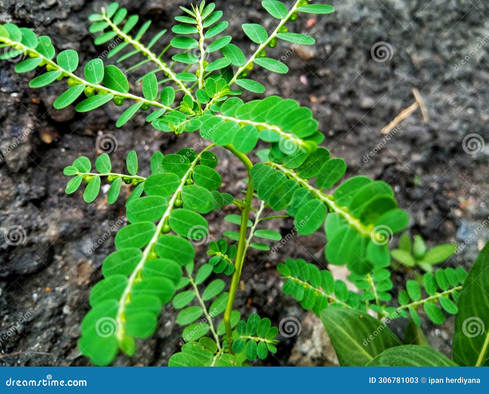 Plants Meniran Background Nature Abstract Stock Image - Image of ... Plants Meniran Background Nature Abstract Stock Image - Image of ...
