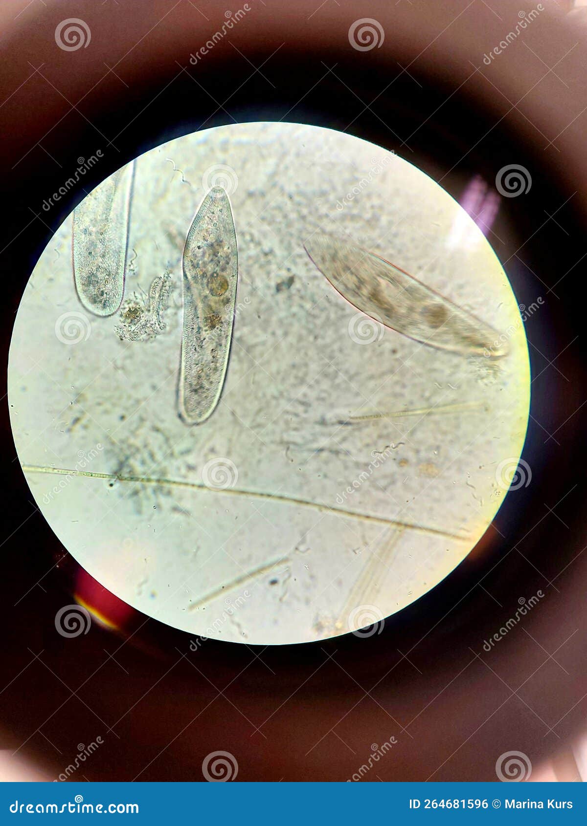 Animals in the microscope stock photo. Image of lighting - 264681596