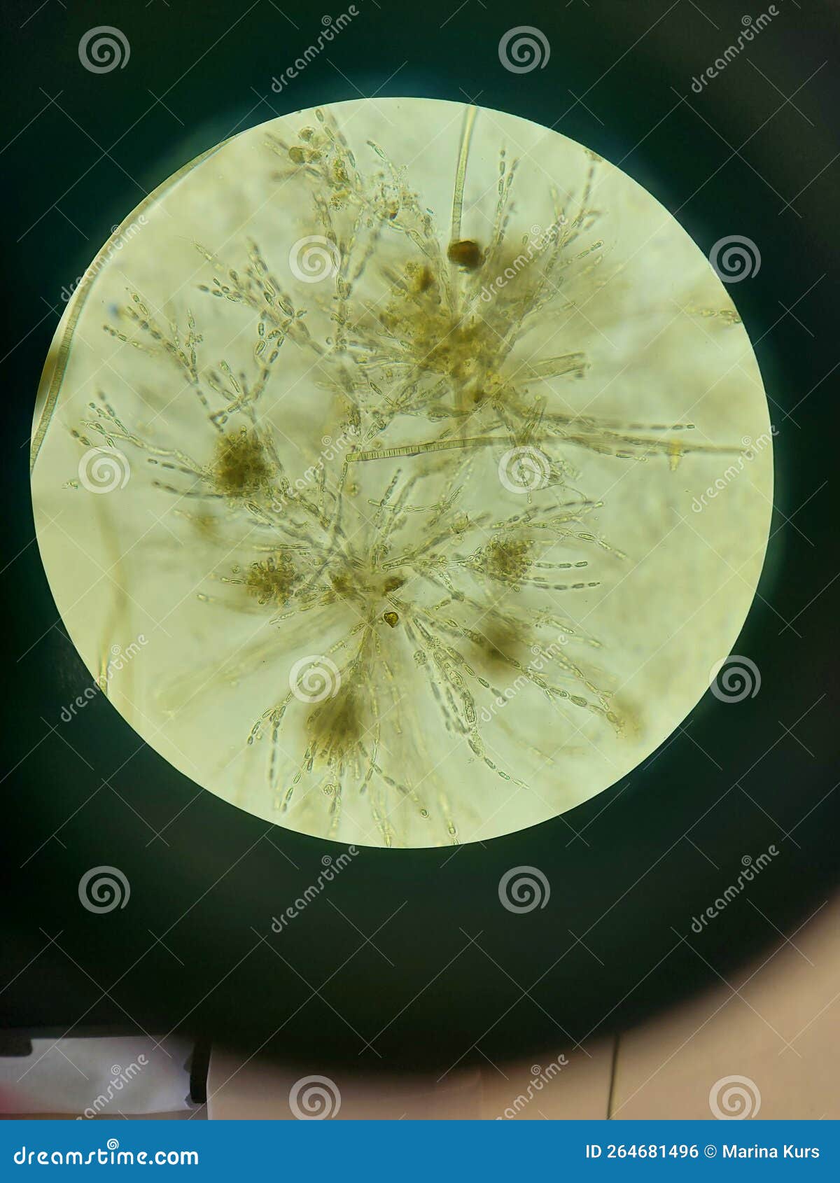 Plants in the microscope stock photo. Image of hand - 264681496