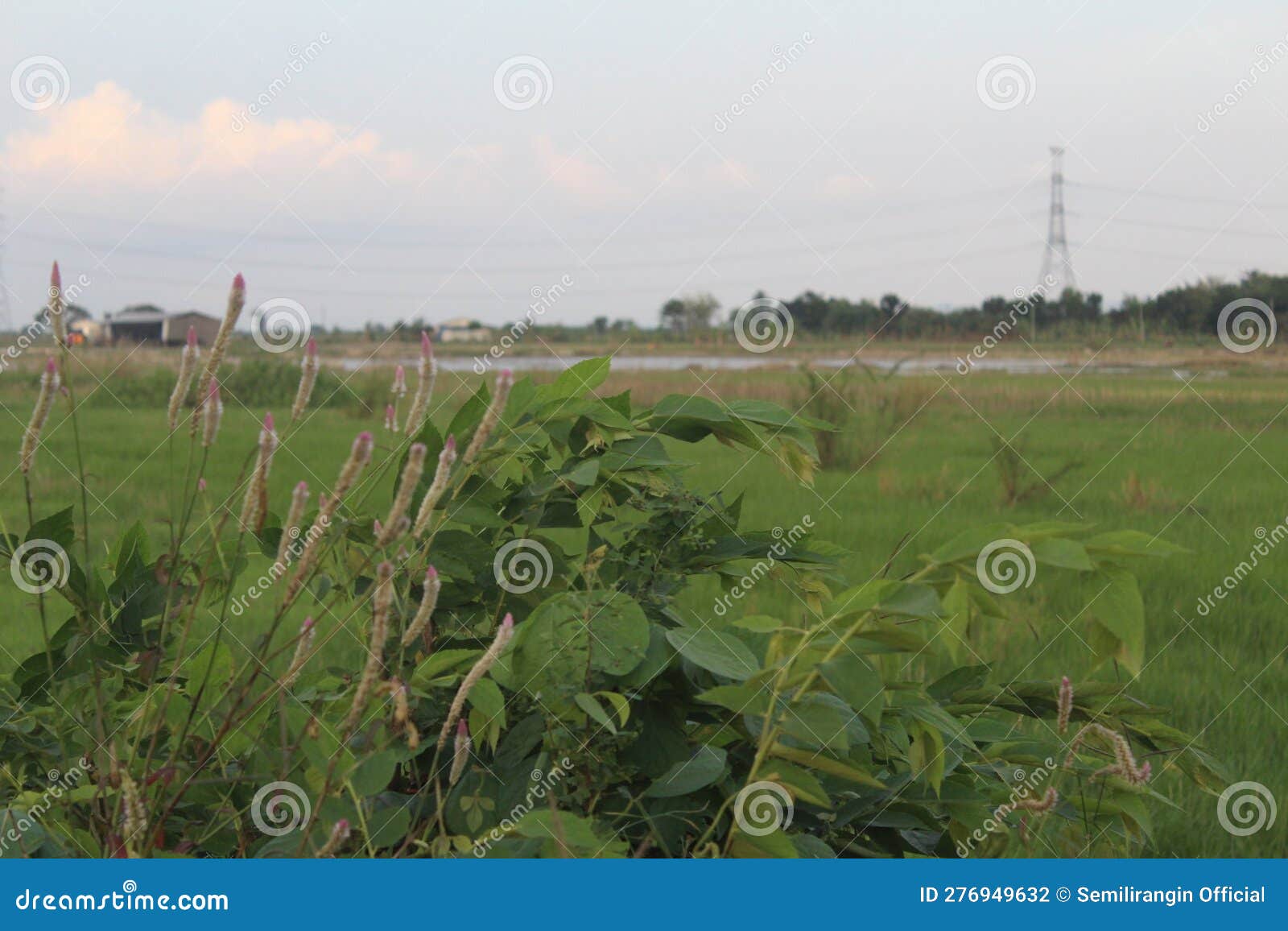 Plants in the Middle of the Expanse of Land Stock Photo - Image of crop ...