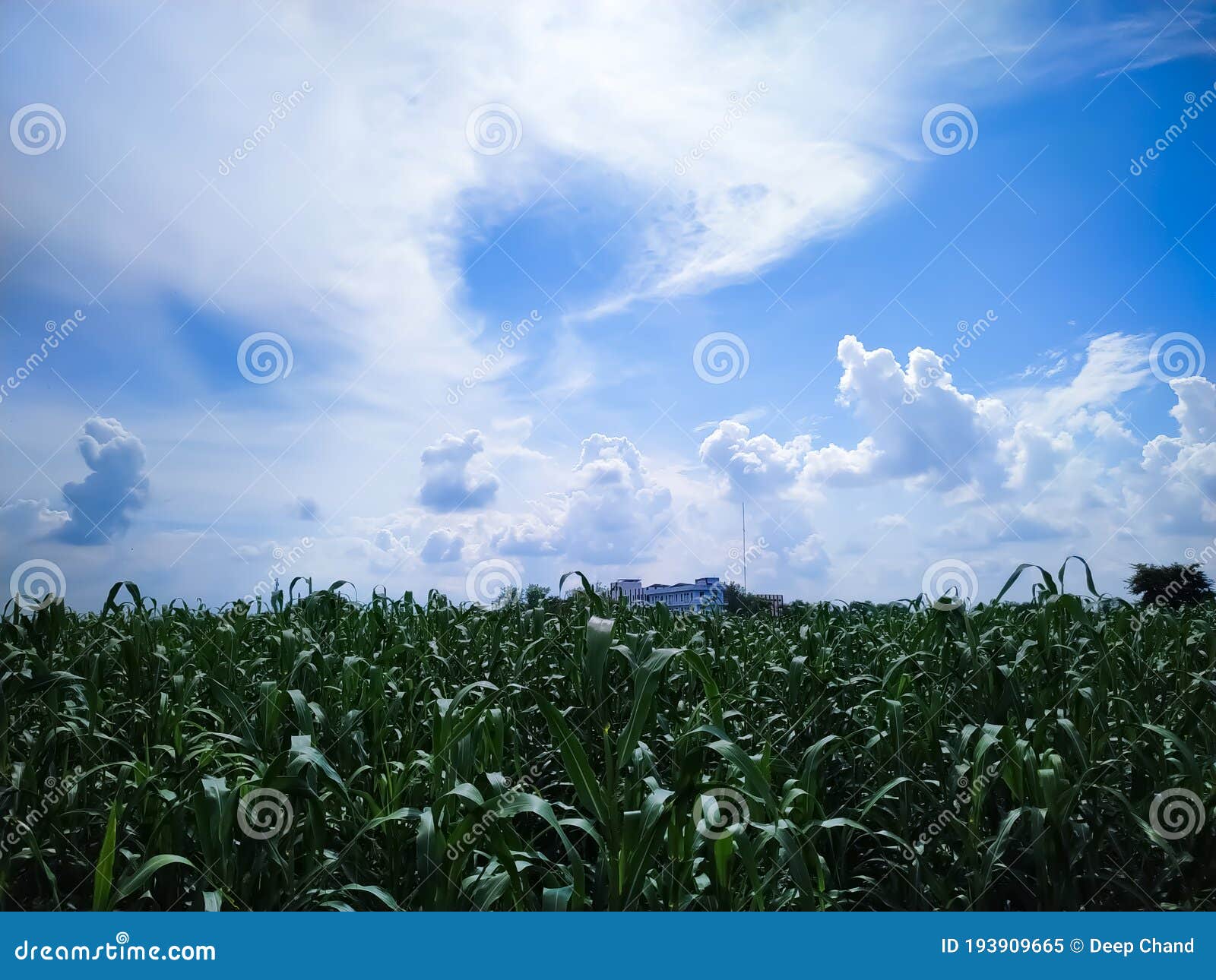 Plants of Millet on Field Under Blue Sky Stock Image - Image of fresh ...