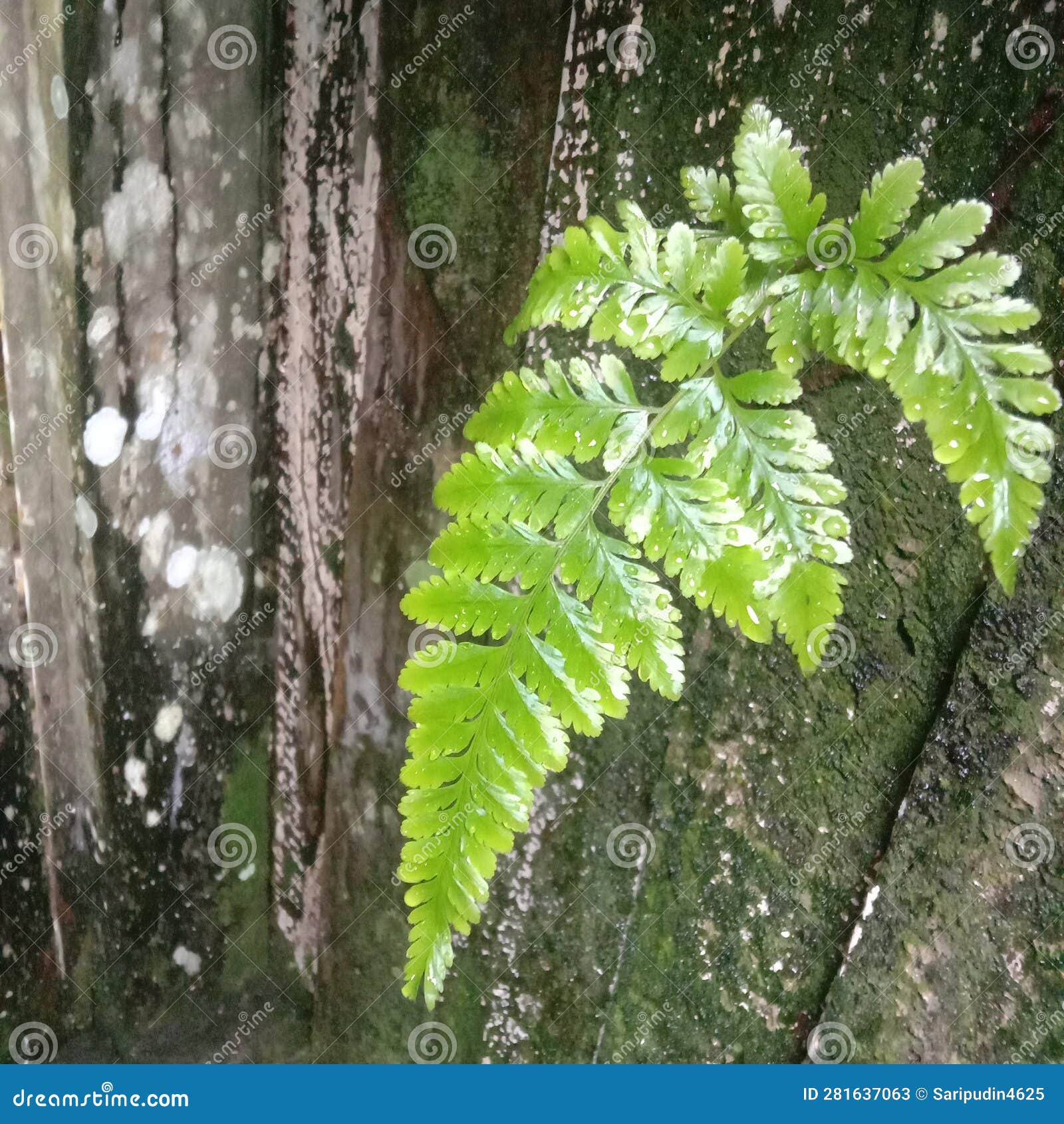 Plants in Moist Places are Pretty Stock Image - Image of place, moist ...
