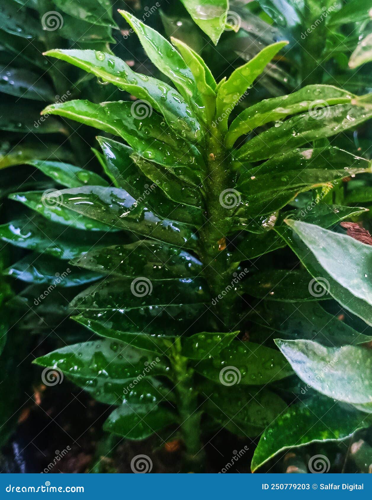 The Plants in the Morning are Already Sweating Stock Image - Image of ...