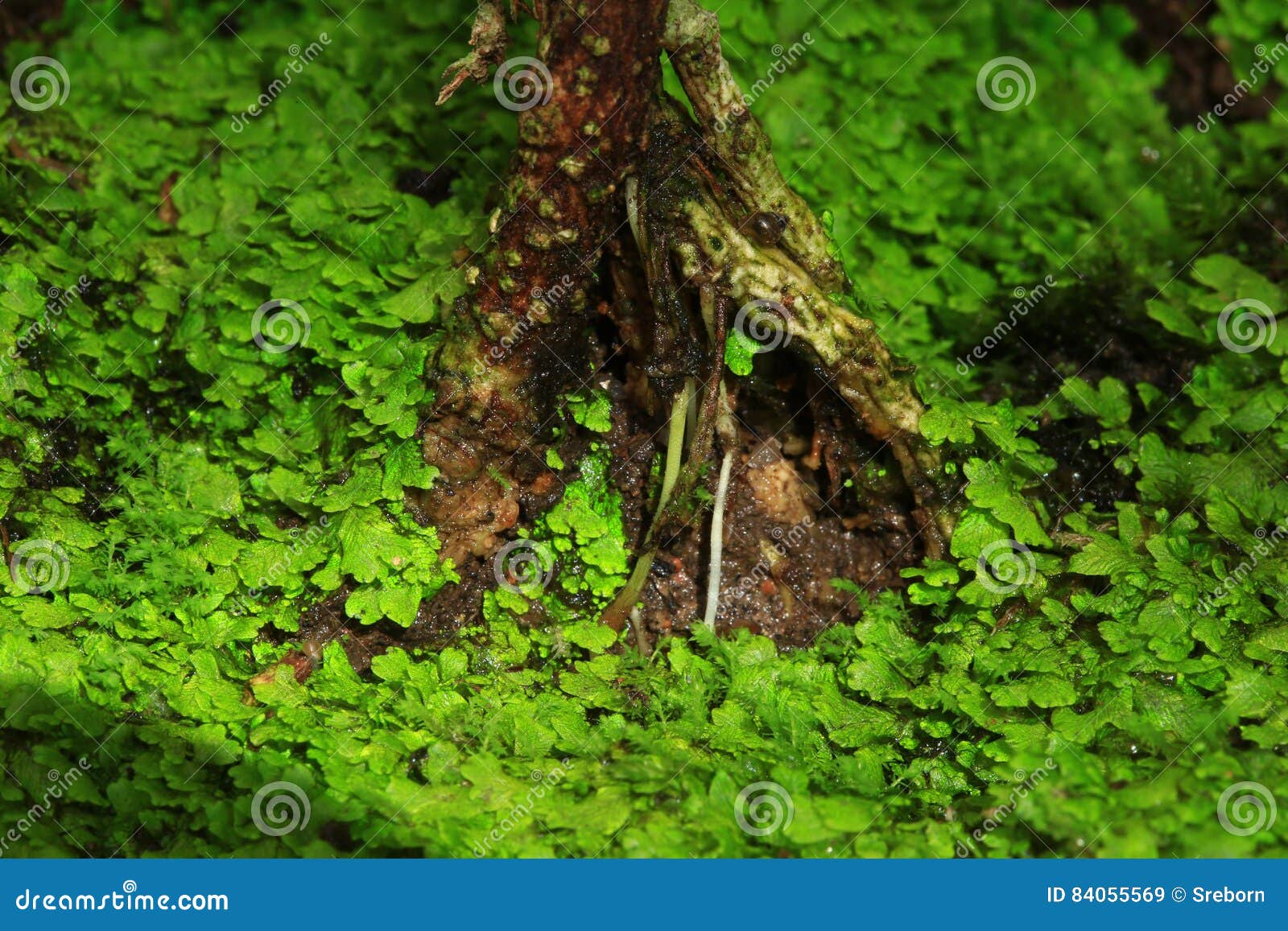 Plants and Moss Plant in Pot Stock Image - Image of life, small: 84055569
