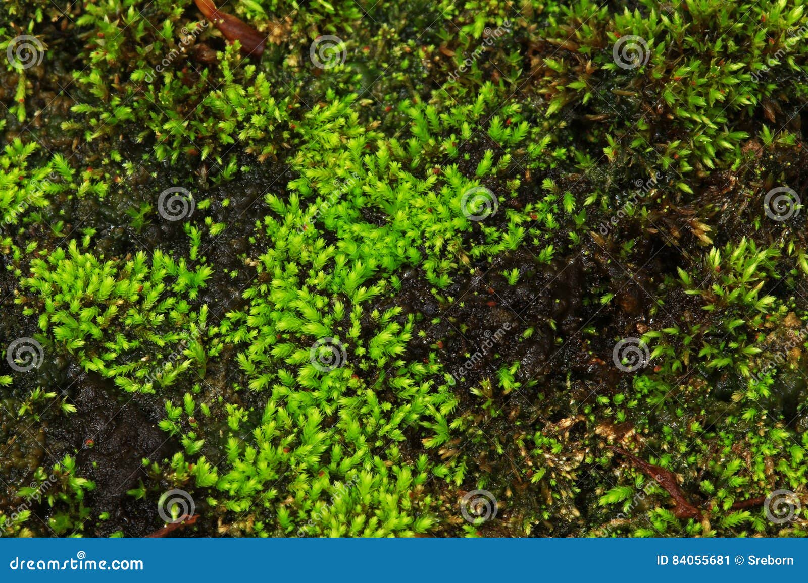 Plants and Moss Plant in Pot Stock Image - Image of growing, garden ...