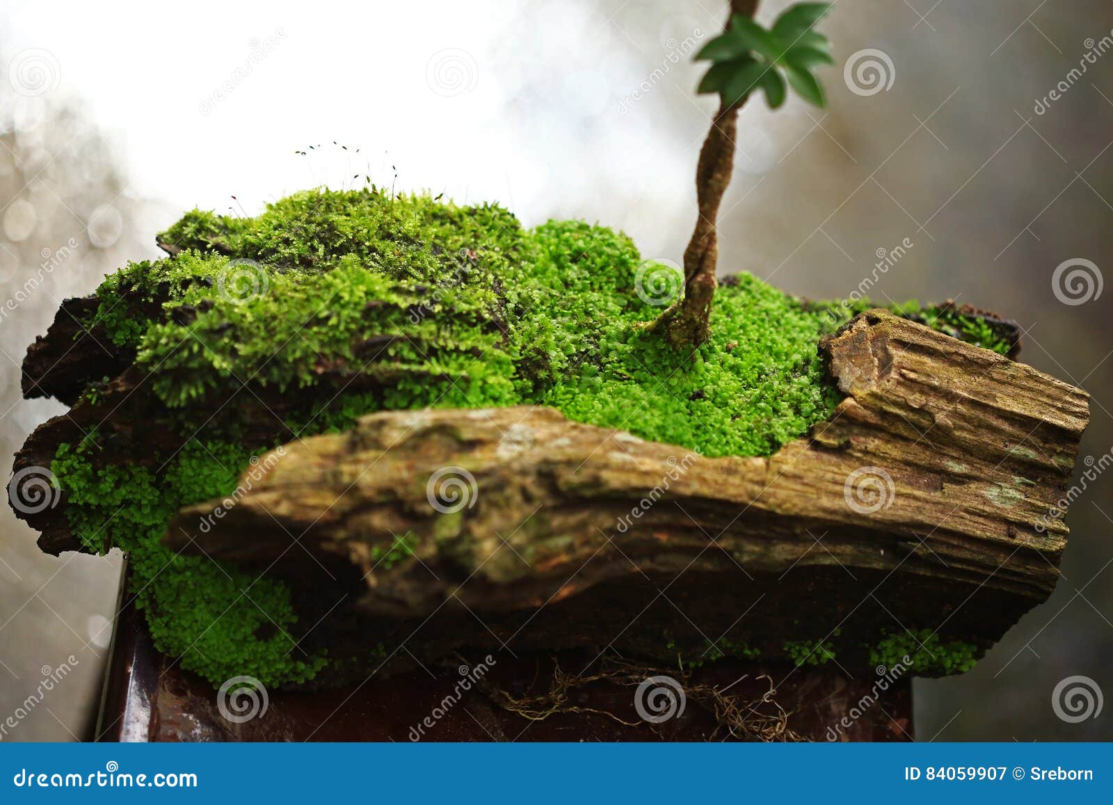 Plants and Moss Plant in Pot Stock Image - Image of leaf, space: 84059907