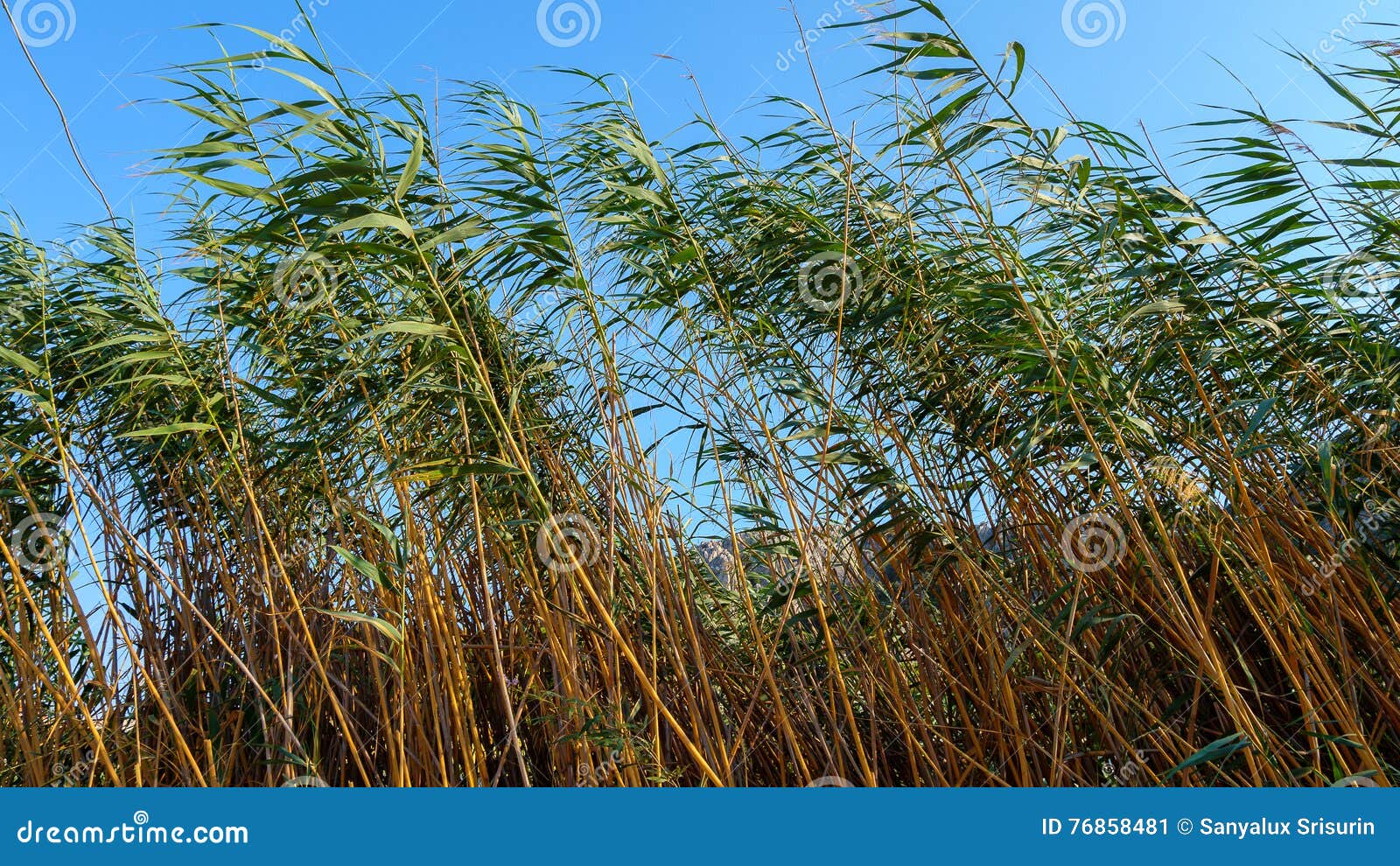 The Plants are Moving by Wind Stock Image - Image of windy, green: 76858481