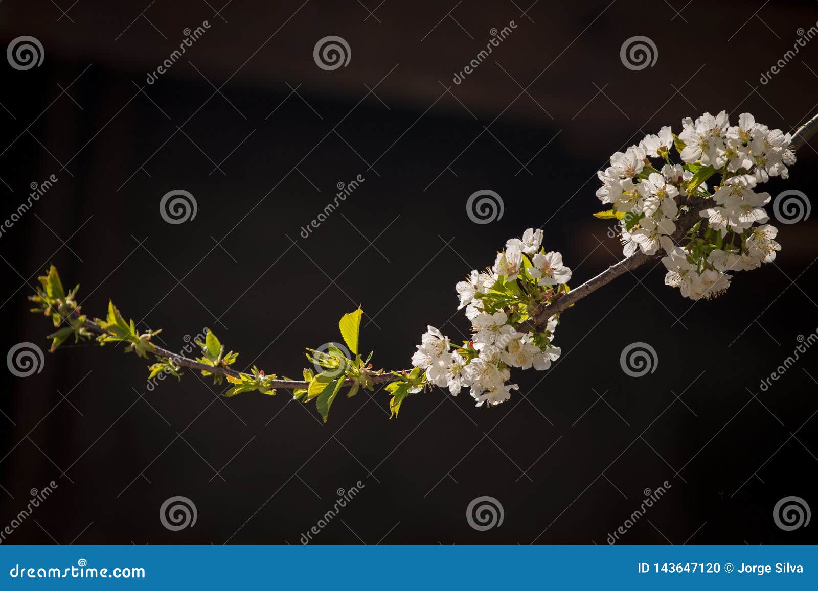 Plants are Multicellular Organisms in the Kingdom Stock Photo - Image ...