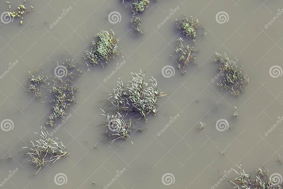 Plants in murky water stock image. Image of murky, leaves - 15704723