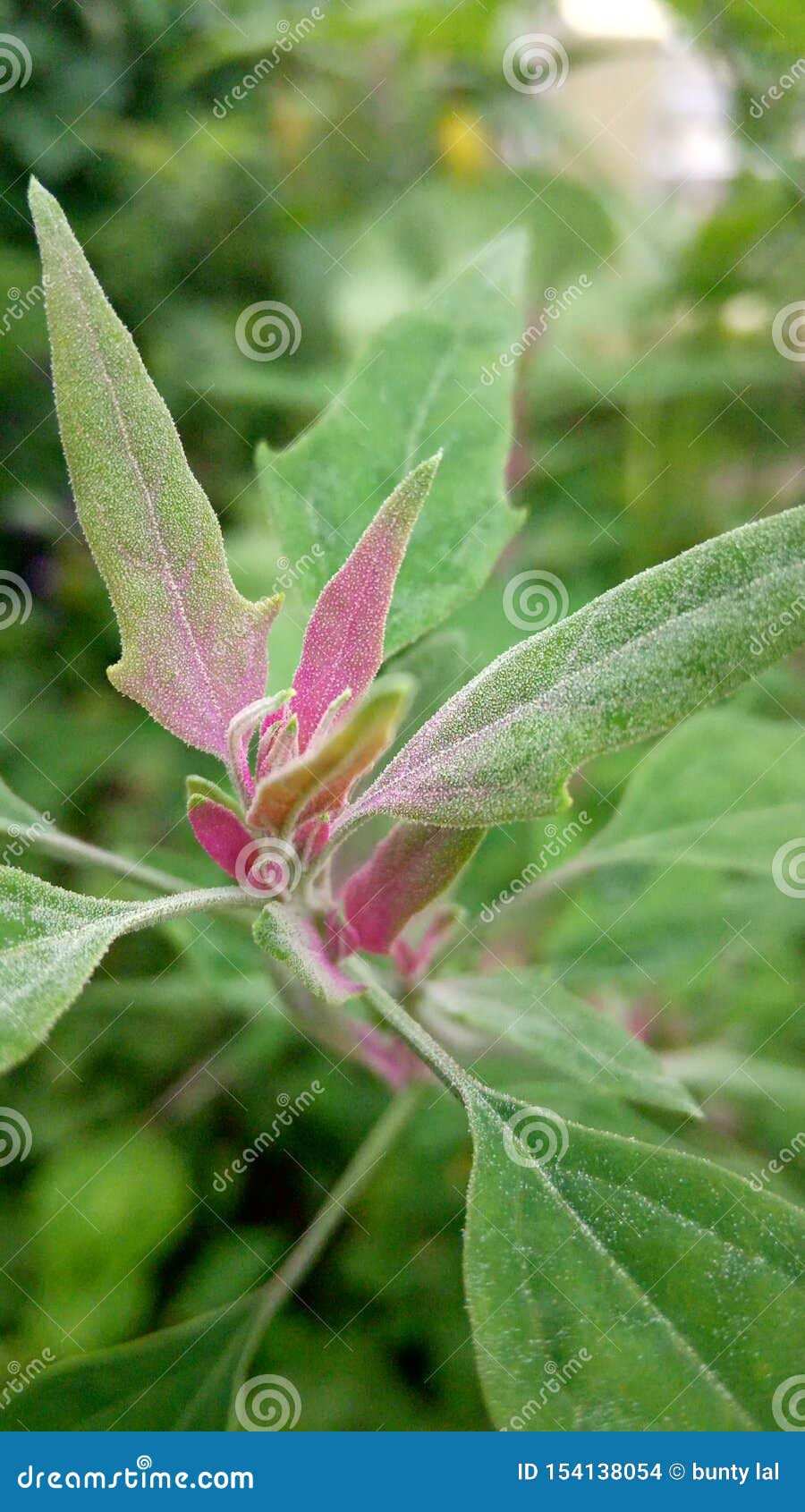 Plants stock photo. Image of flowers, rising, natural - 154138054