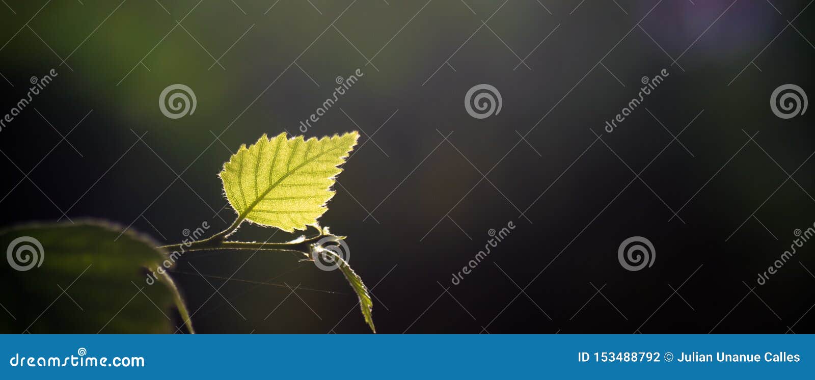 The birth of spring stock photo. Image of beach, locked - 153488792