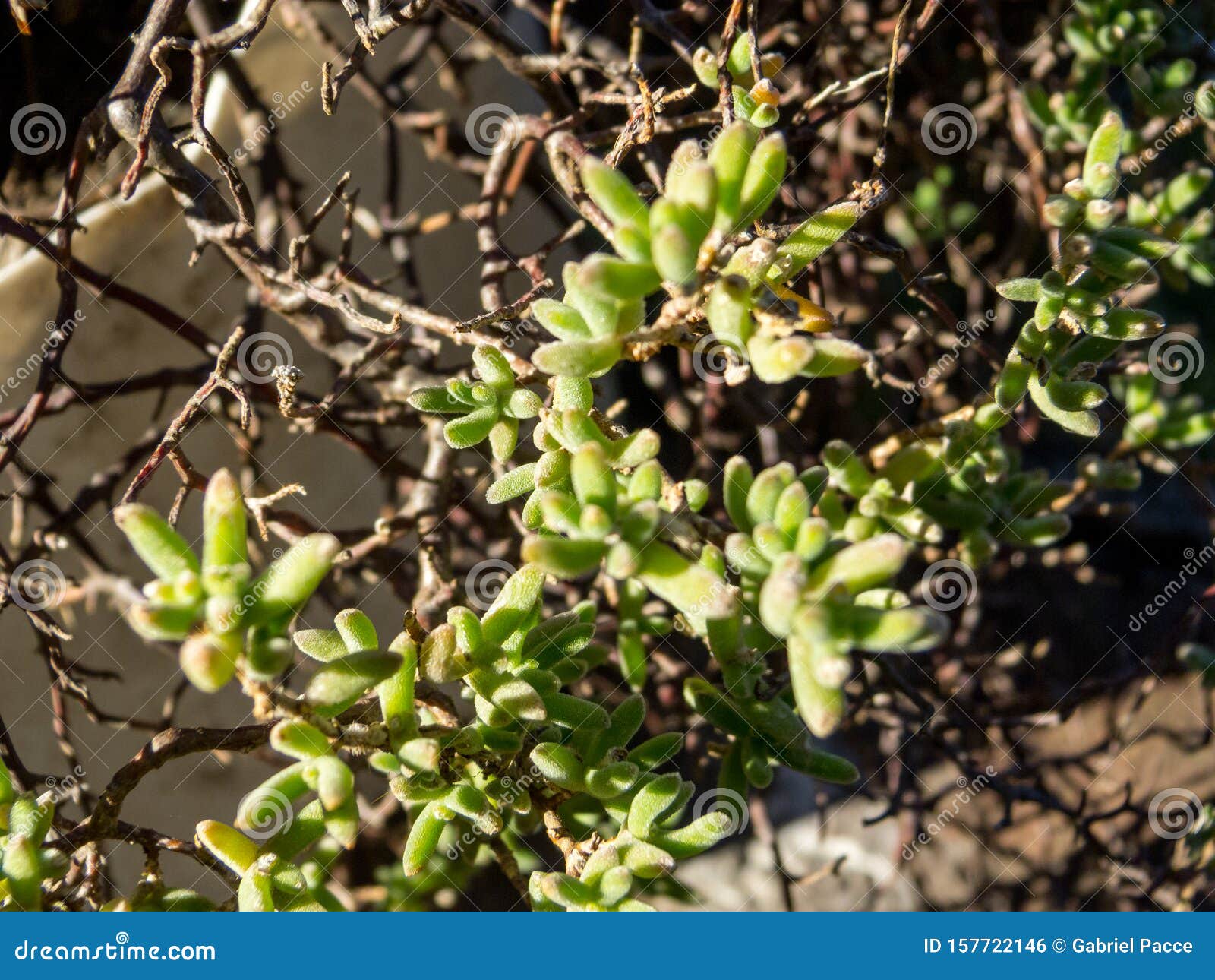 Thick Tiny Leaves in Detail Stock Photo - Image of outdoors, pattern ...