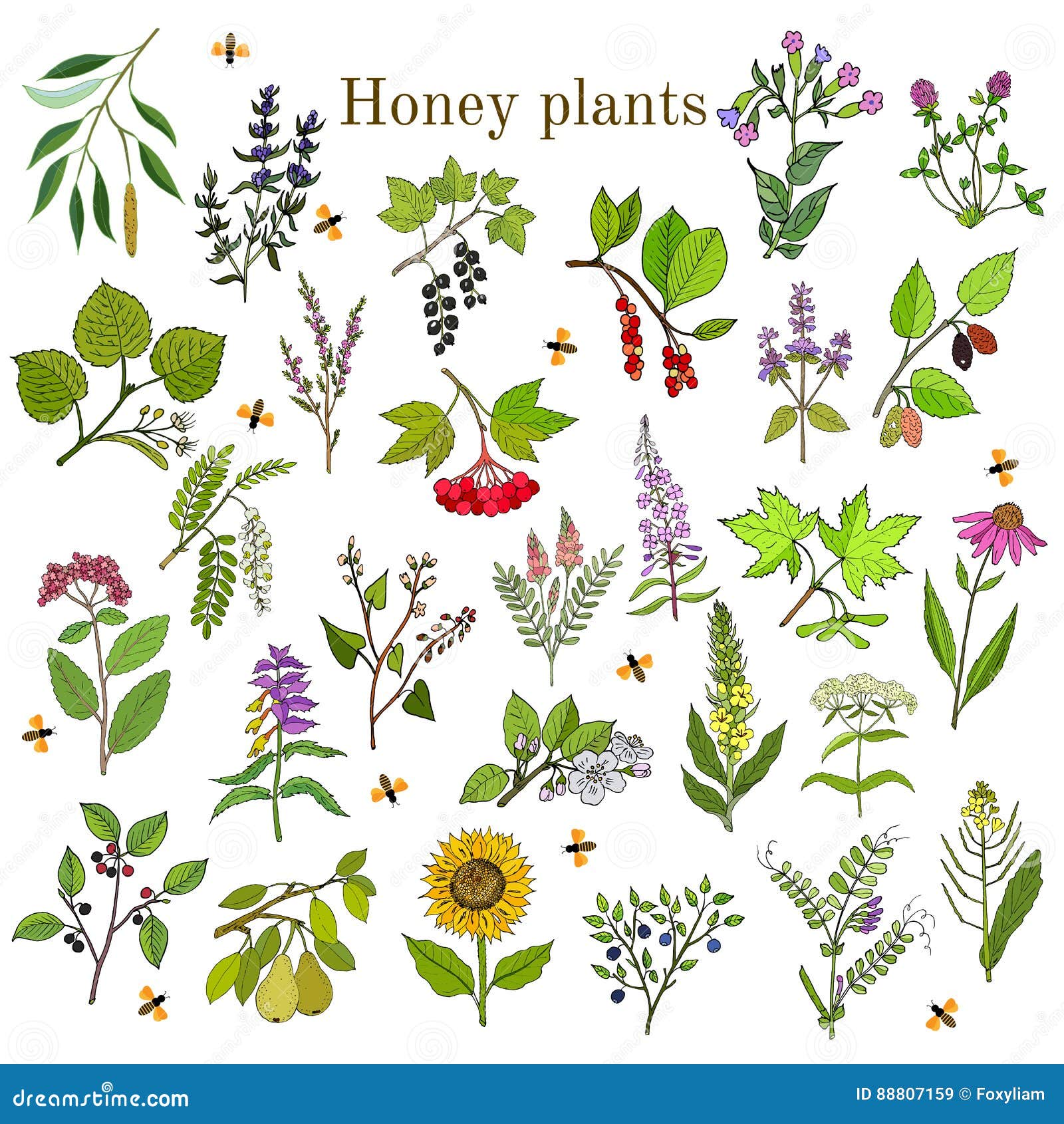 Plants - Nectar Sources for Honey Bees Stock Vector - Illustration of ...