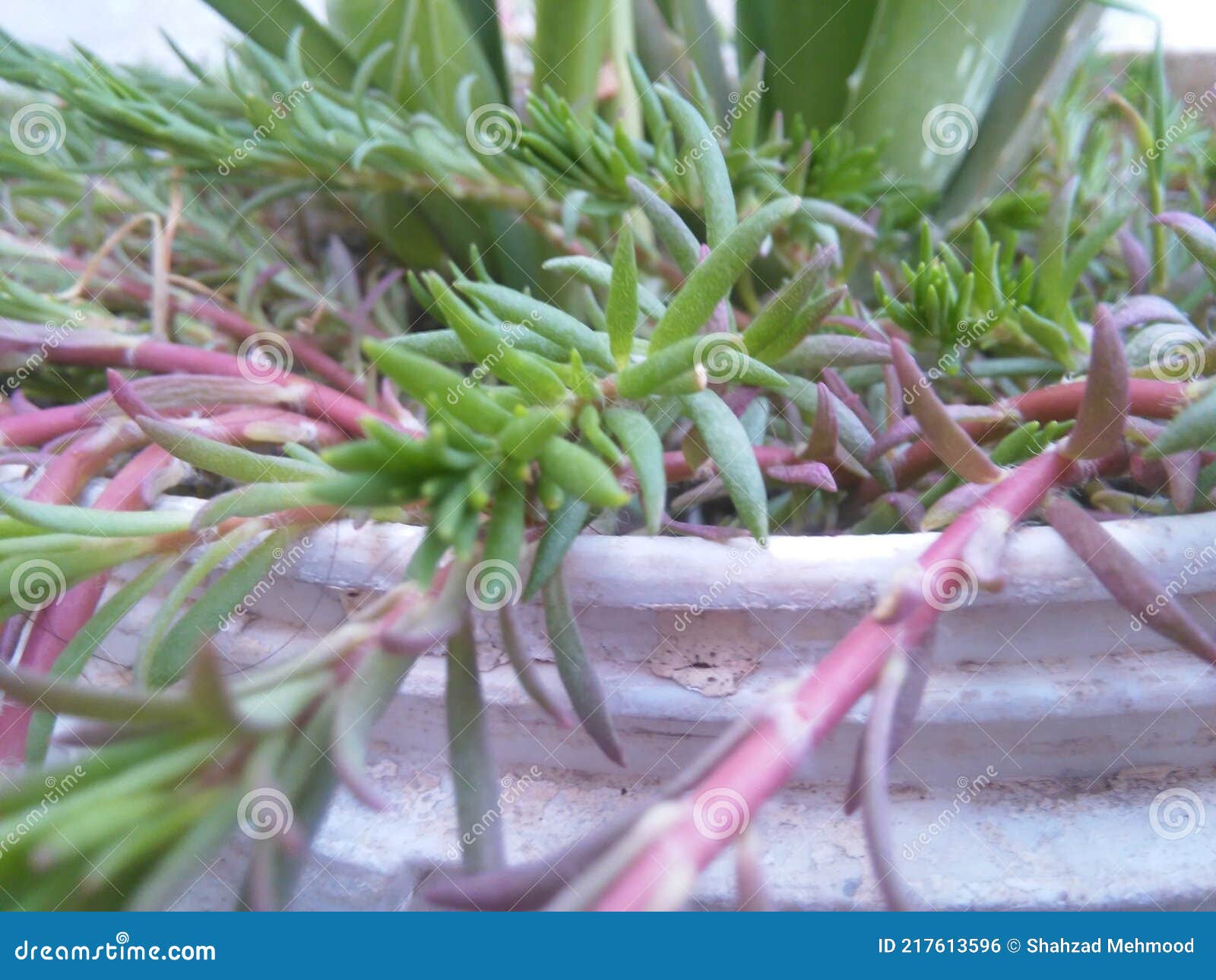 Plants so nice stock photo. Image of nice, flower, food - 217613596