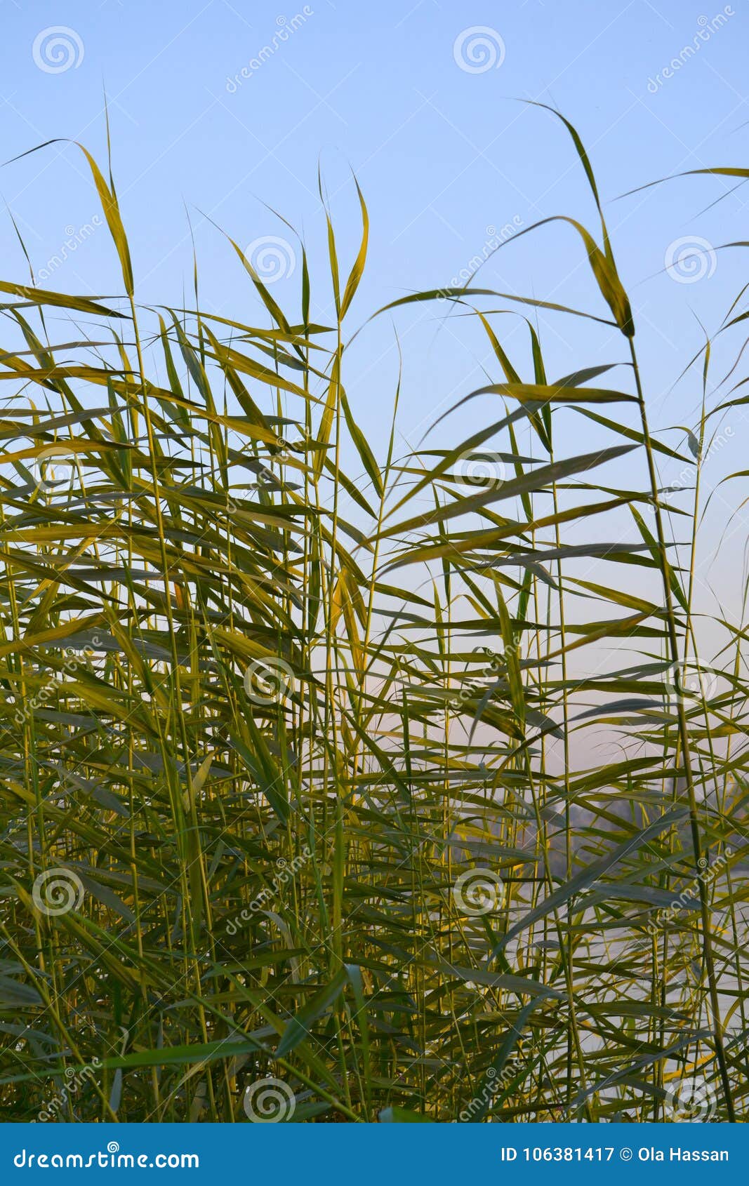 Plants in nile river egypt stock image. Image of aswan - 106381417