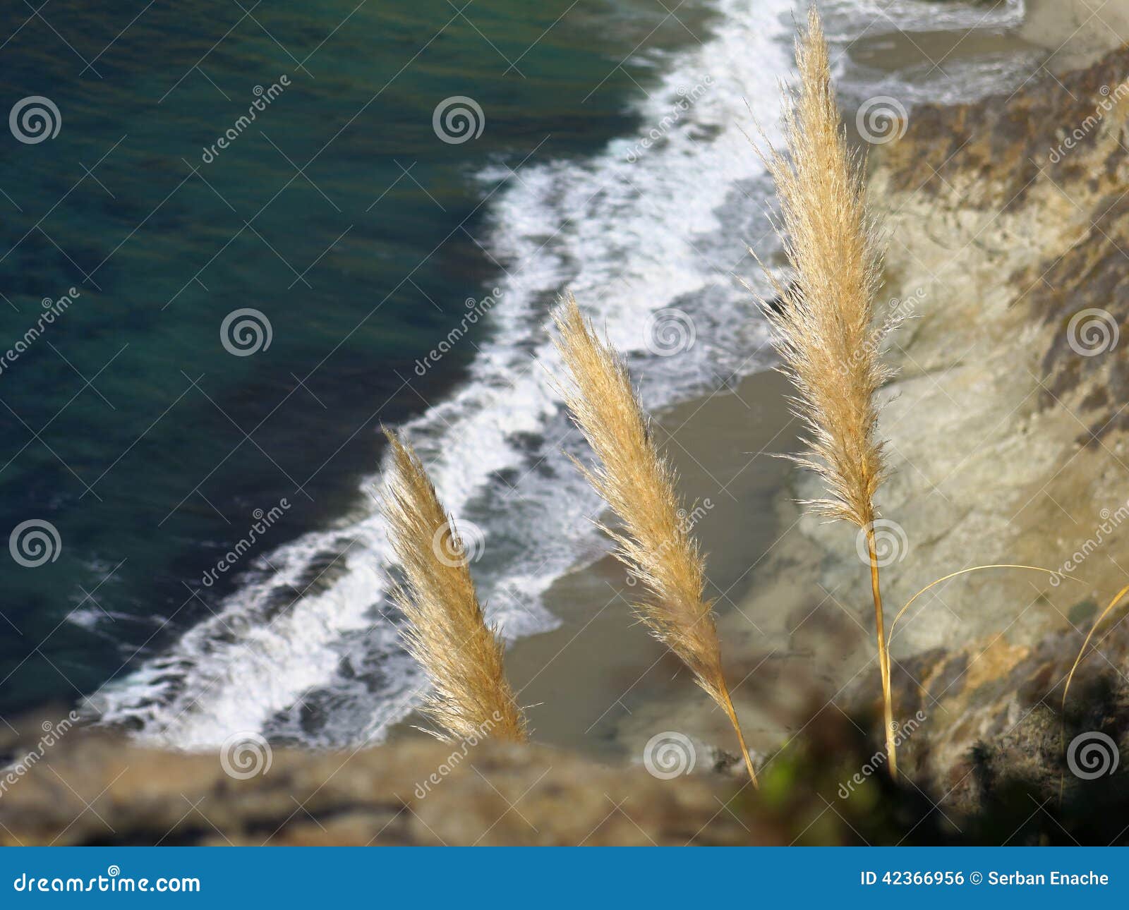 Plants on Ocean Shore on Big Sur Stock Photo - Image of south, hills ...
