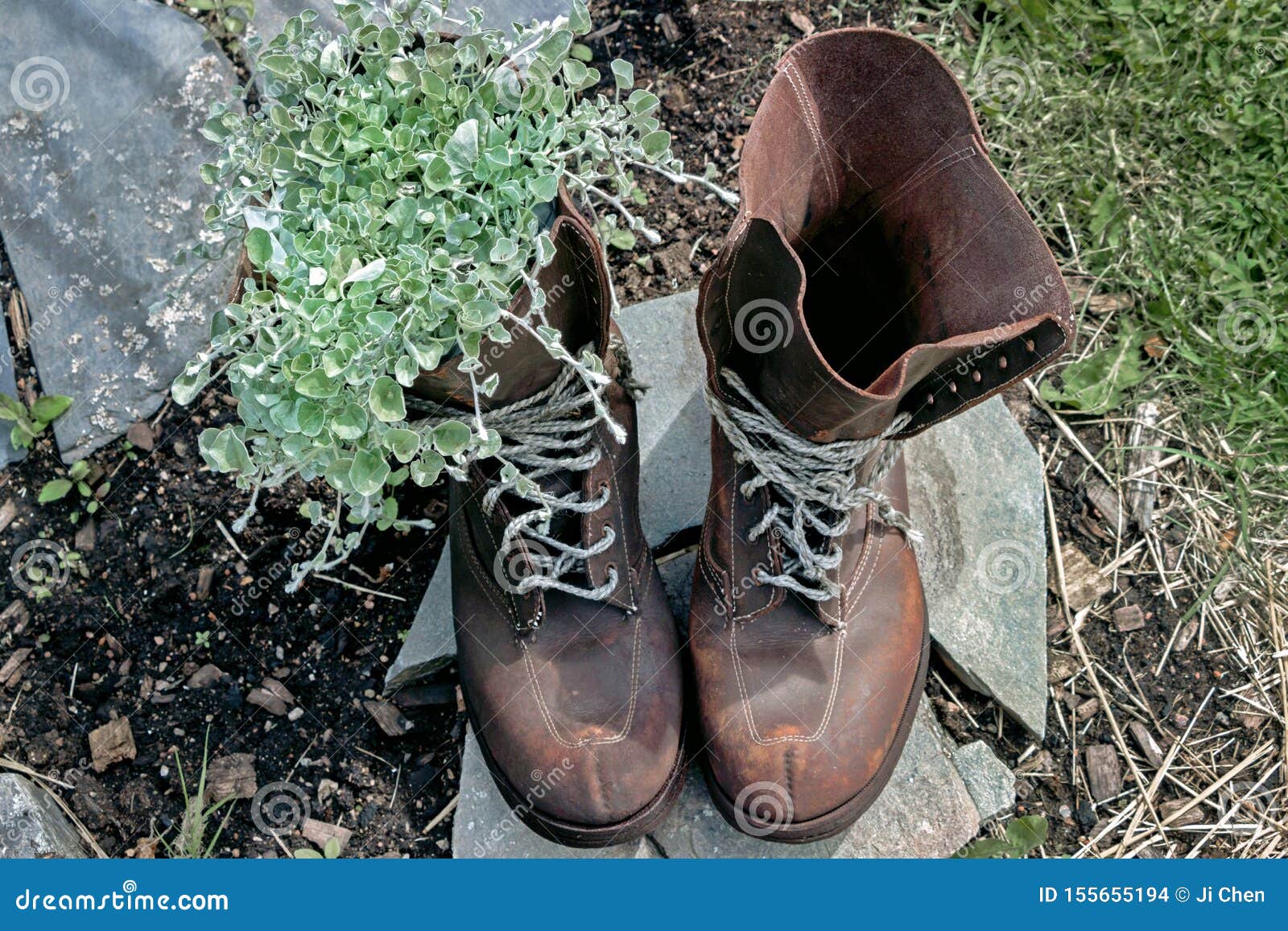 Plants in Old Boots Pot in Garden Stock Photo - Image of botany ...