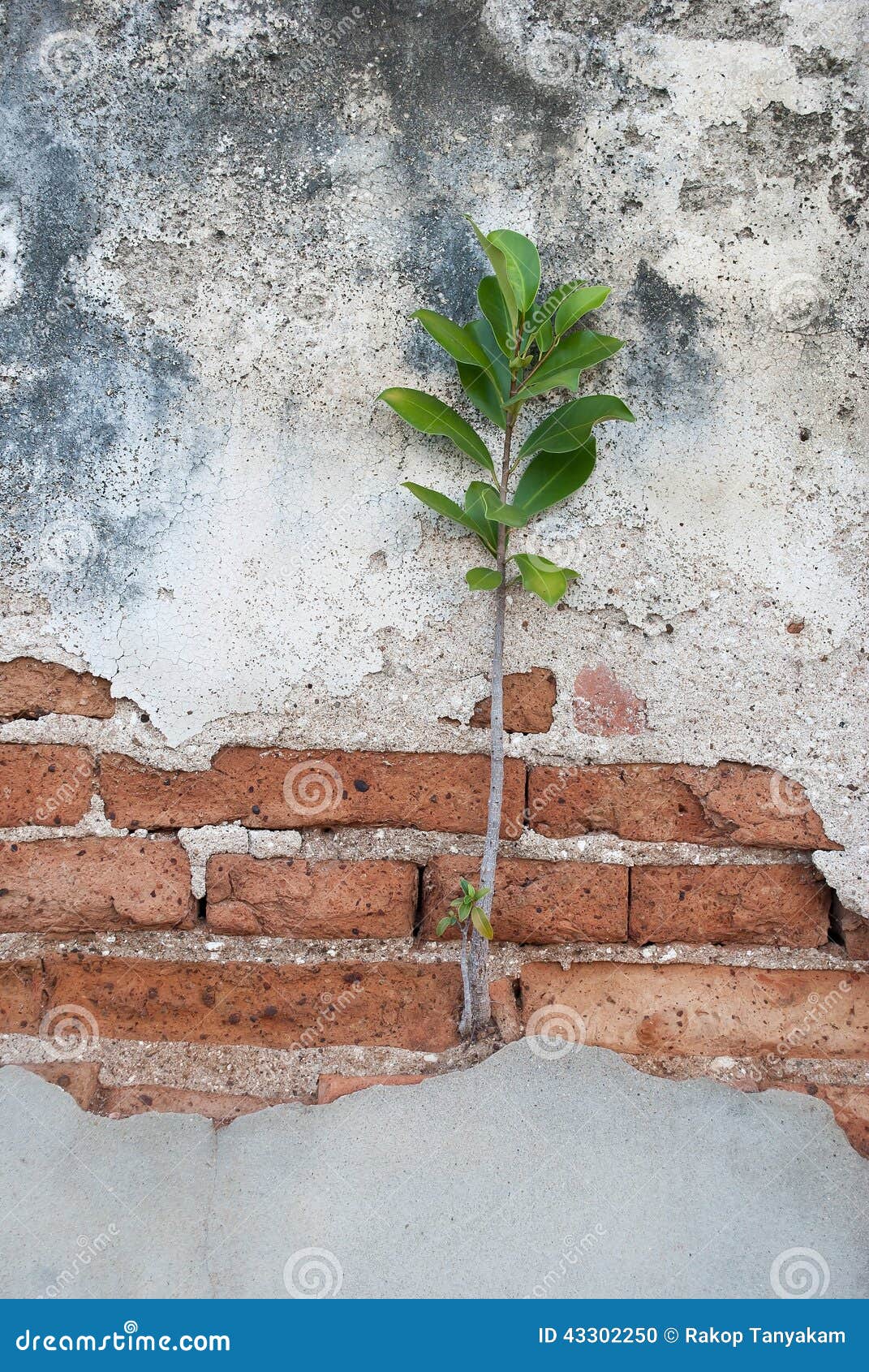 Plants on the old bricks stock photo. Image of design - 43302250