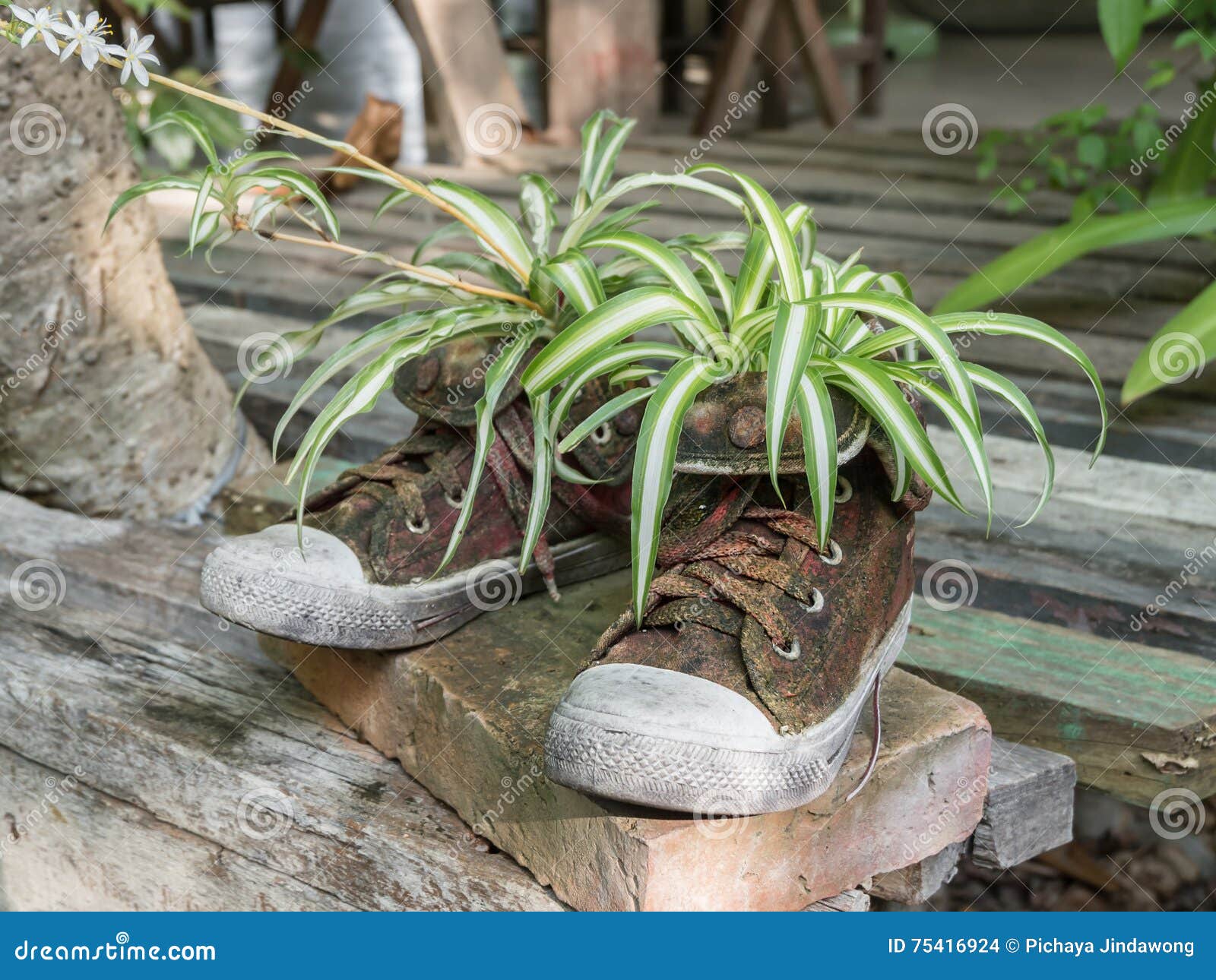Plants on old shoes stock photo. Image of shoes, container - 75416924