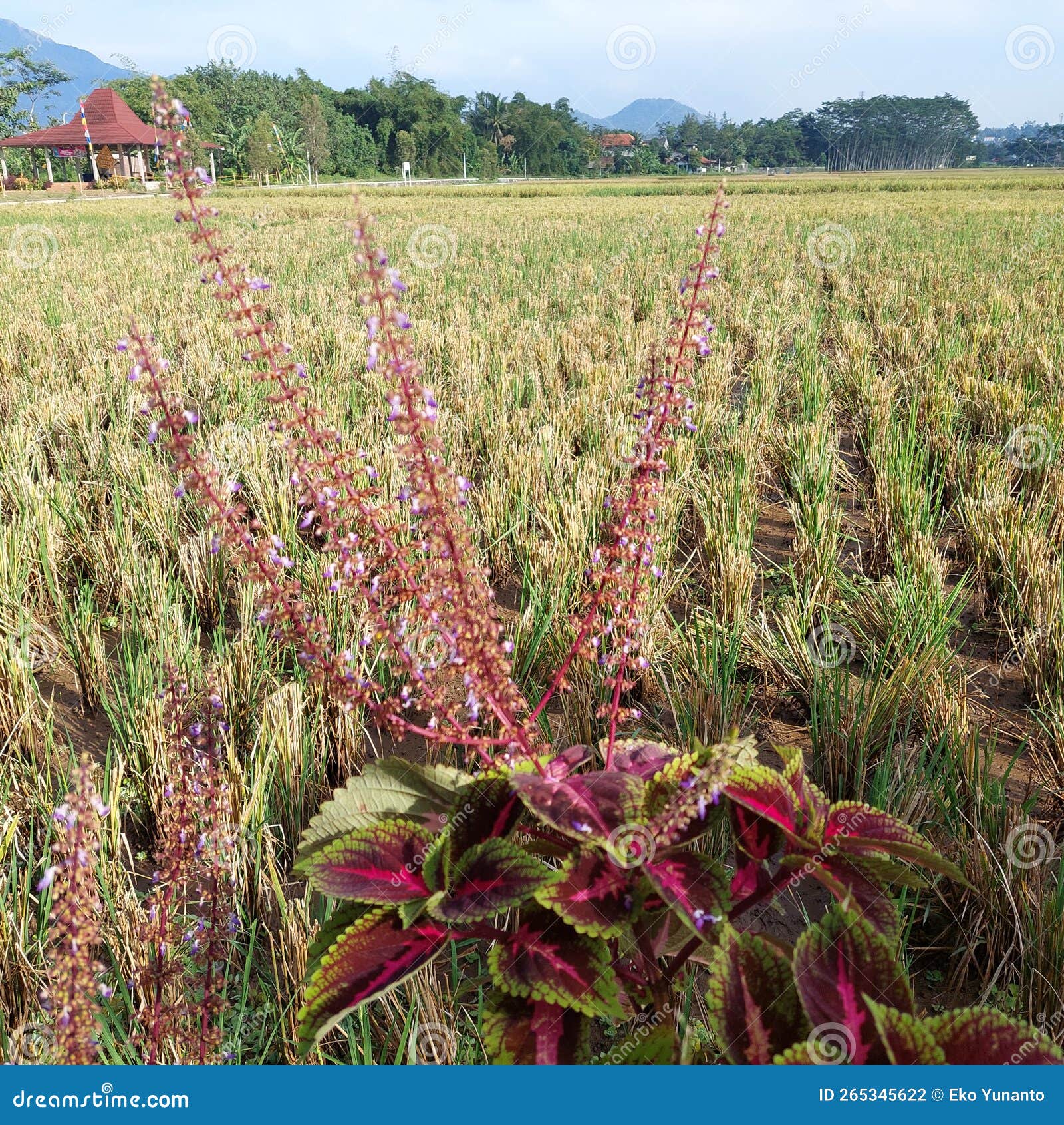 Plants in Paddy Fields with Yellow Rice Background Stock Photo - Image ...