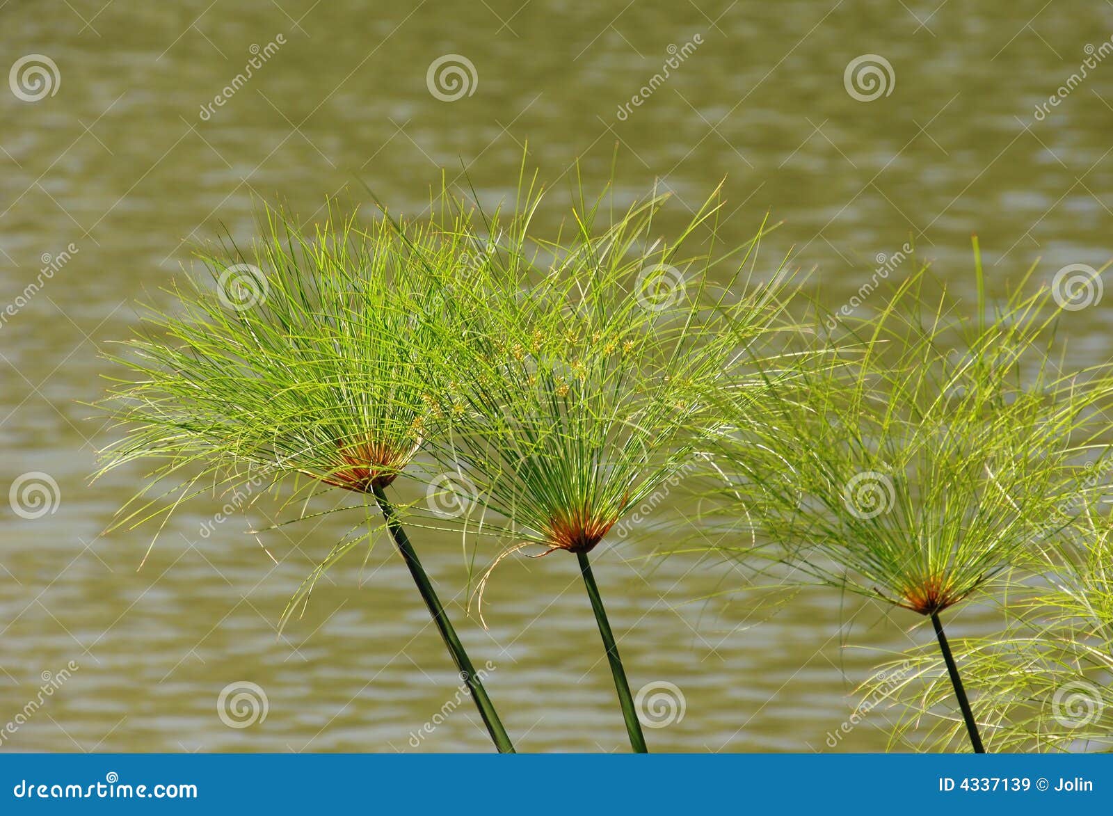 Plants of papyrus stock image. Image of pond, bush, grass - 4337139