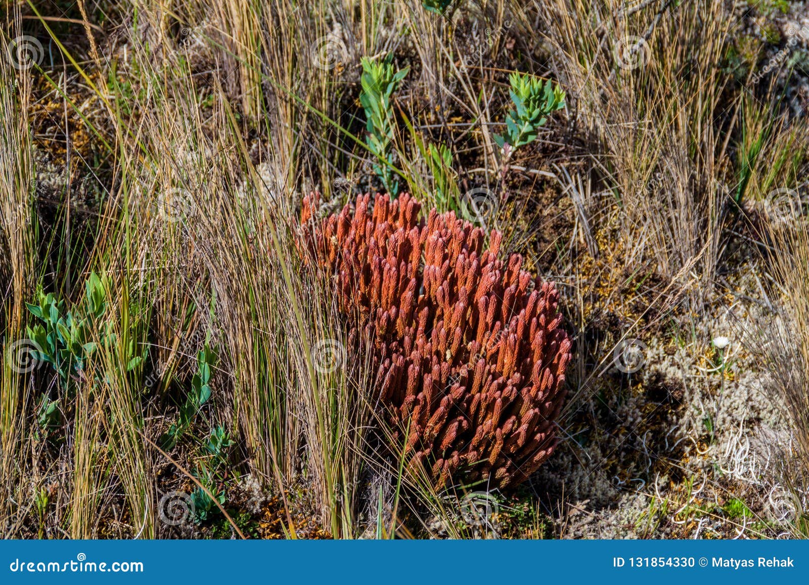 Plants of Paramo Ecosystem, Ecuad Stock Photo - Image of national ...