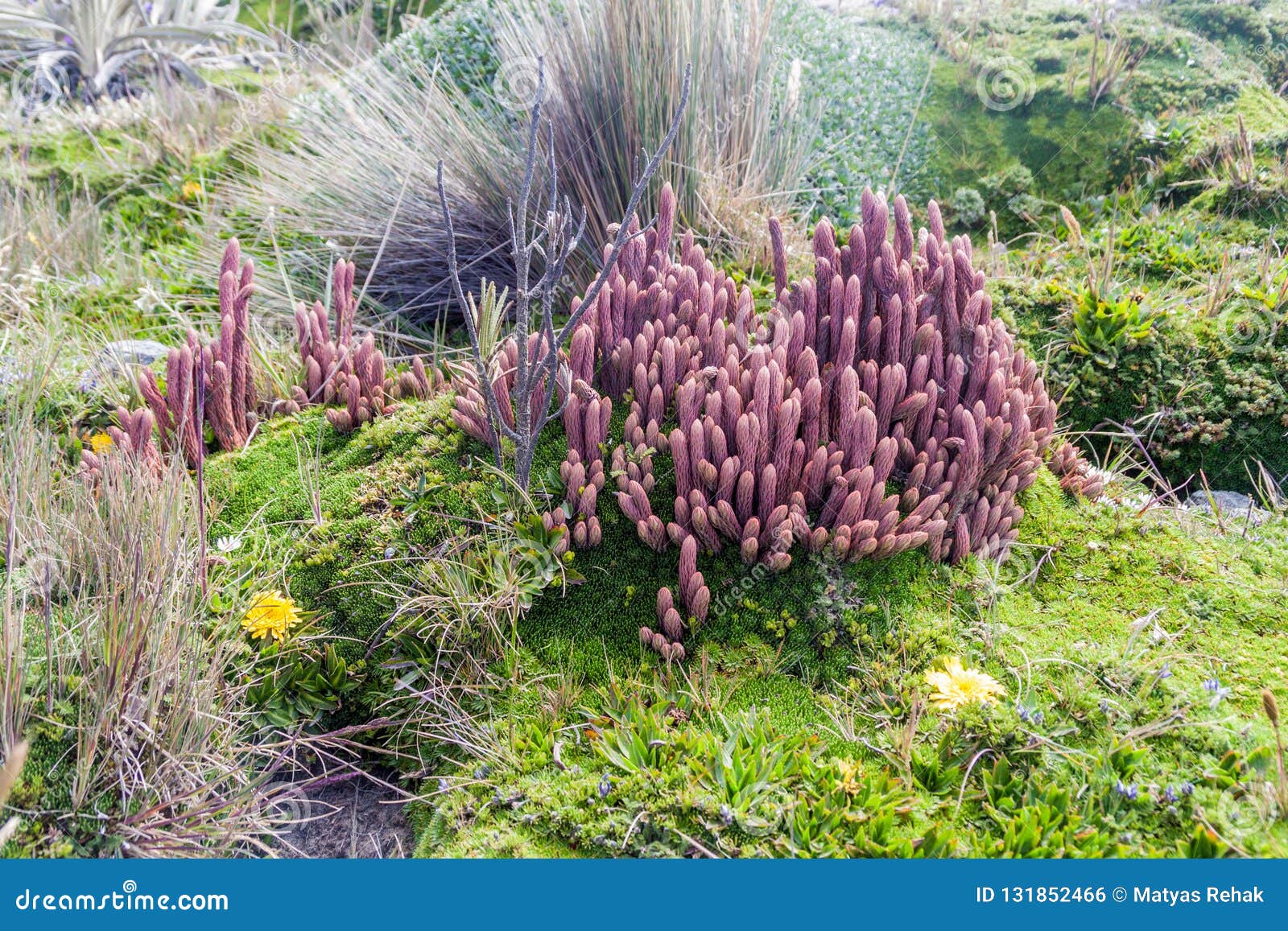 Plants of Paramo Ecosystem, Ecuad Stock Photo - Image of travel ...