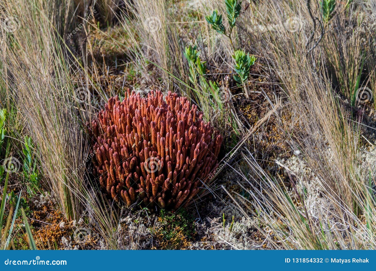 Plants of Paramo Ecosystem, Ecuad Stock Photo - Image of cajas, flowers ...
