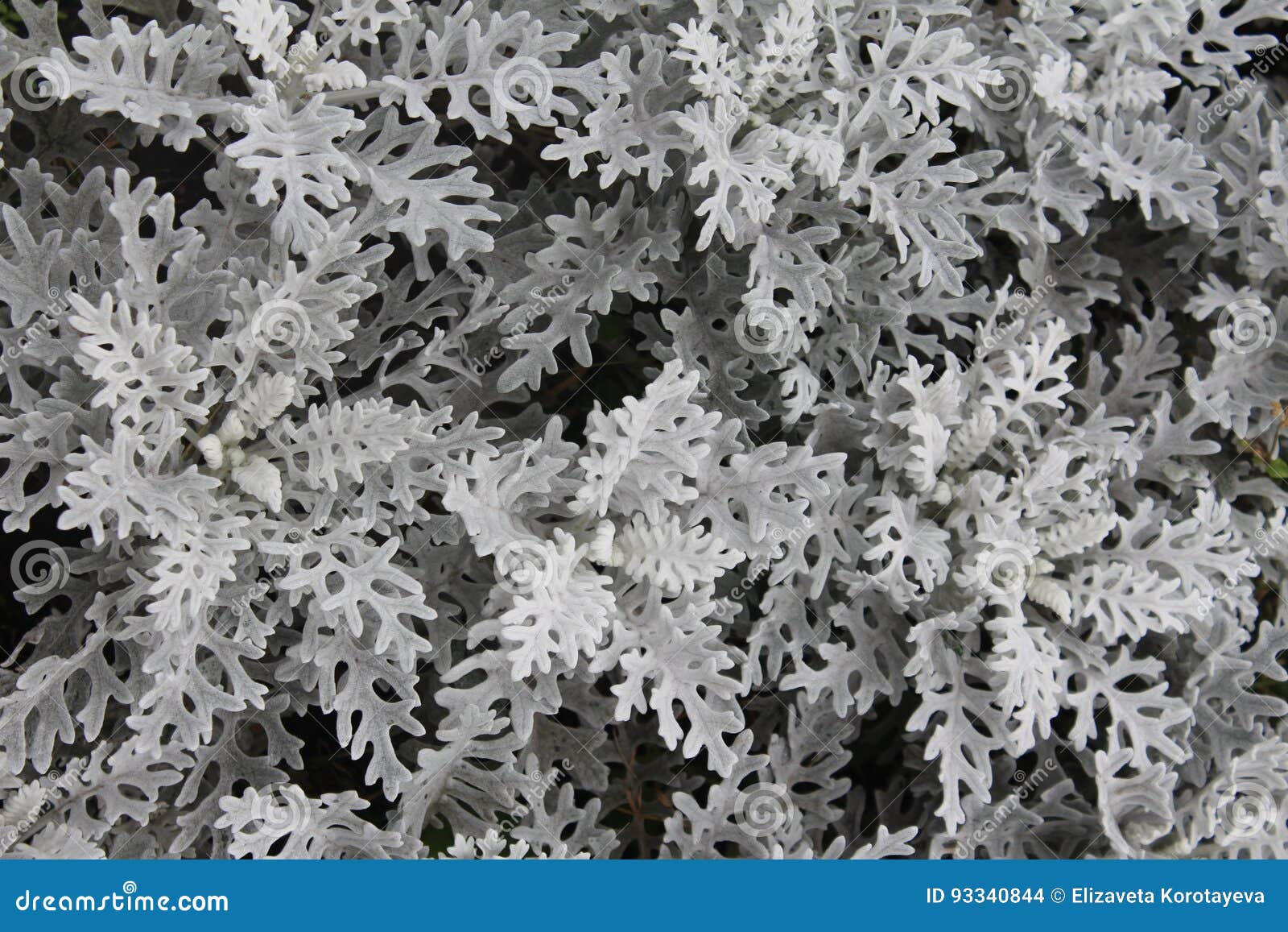 Plants pattern stock photo. Image of texture, abstract - 93340844